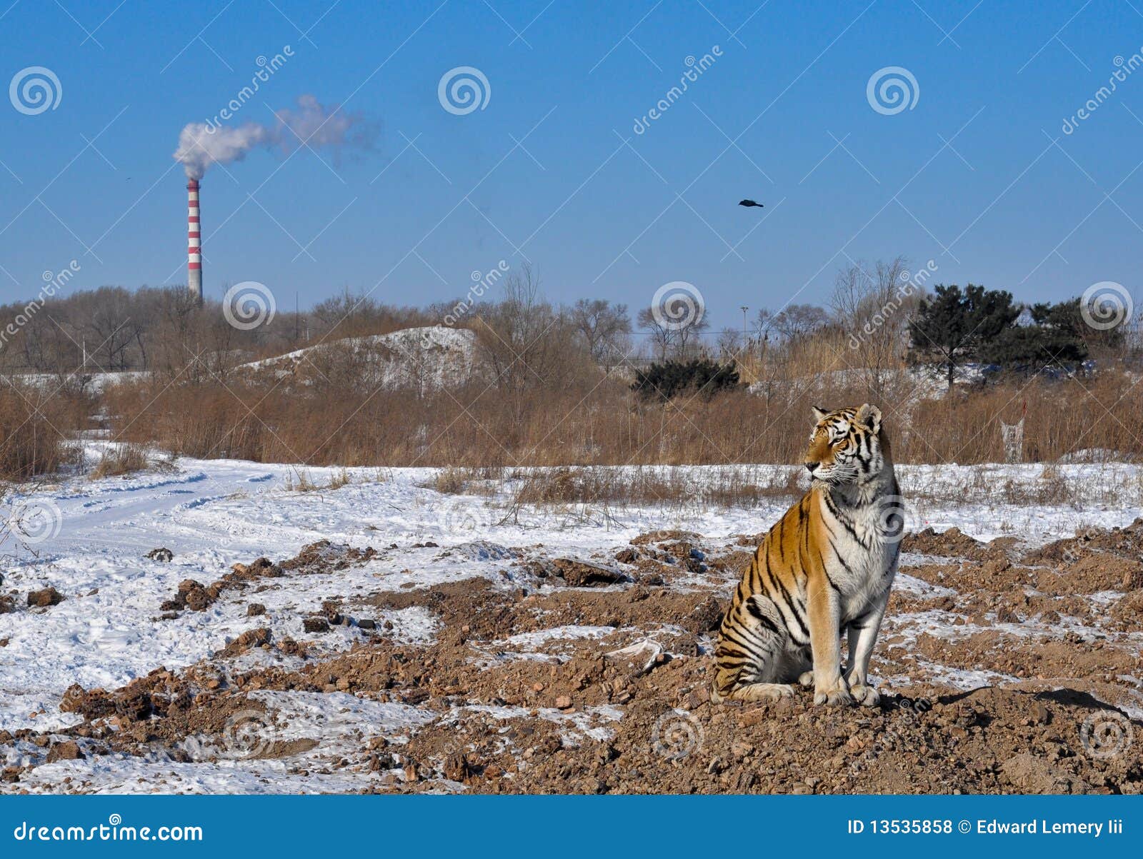 Tiger with pollution stock photo. Image of pollution - 13535858