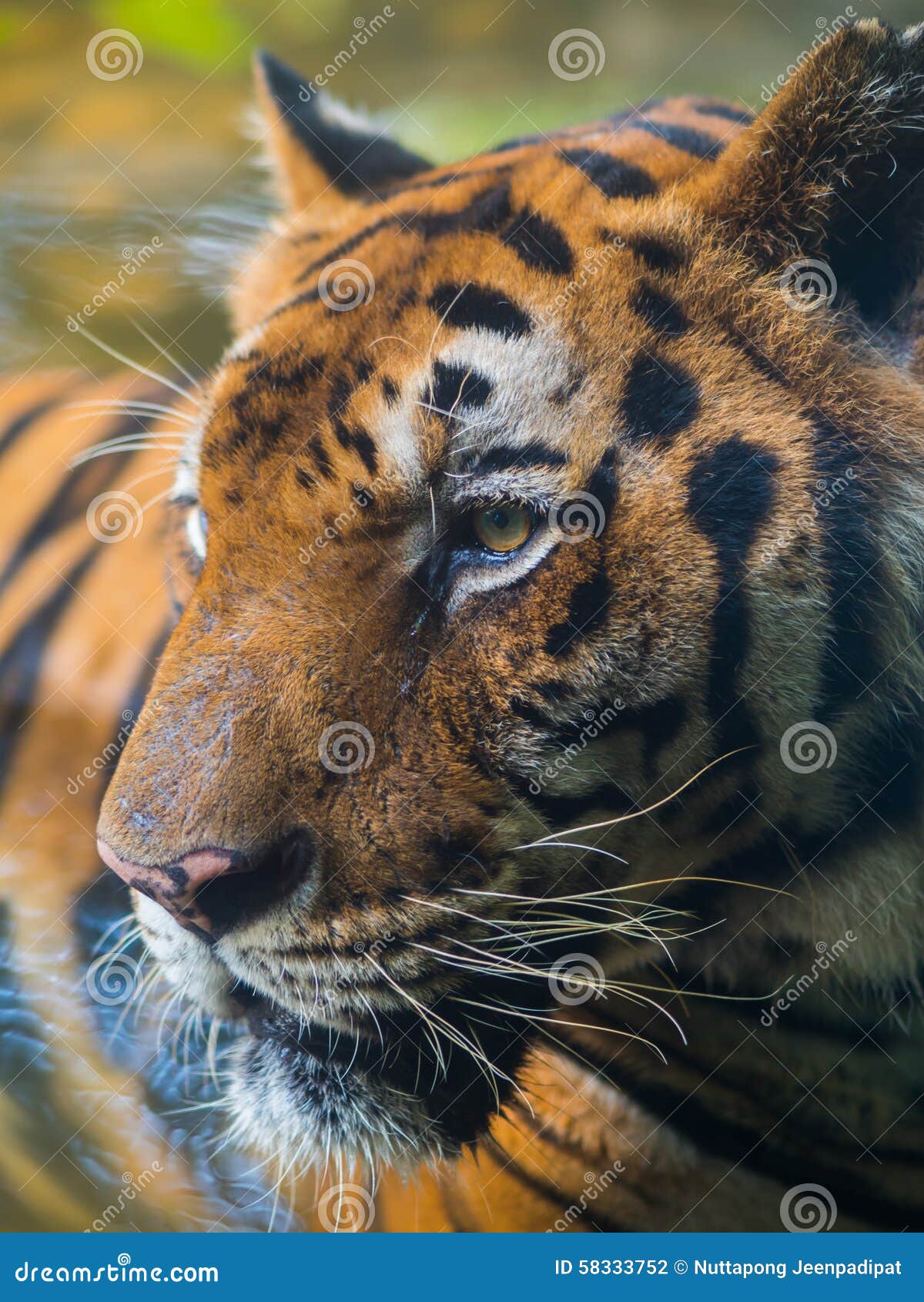 Tiger in pool stock photo. Image of beasts, vertebrate - 58333752