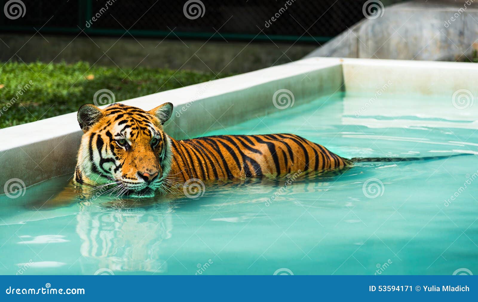 Tiger in pool stock image. Image of beautiful, indochinese - 53594171