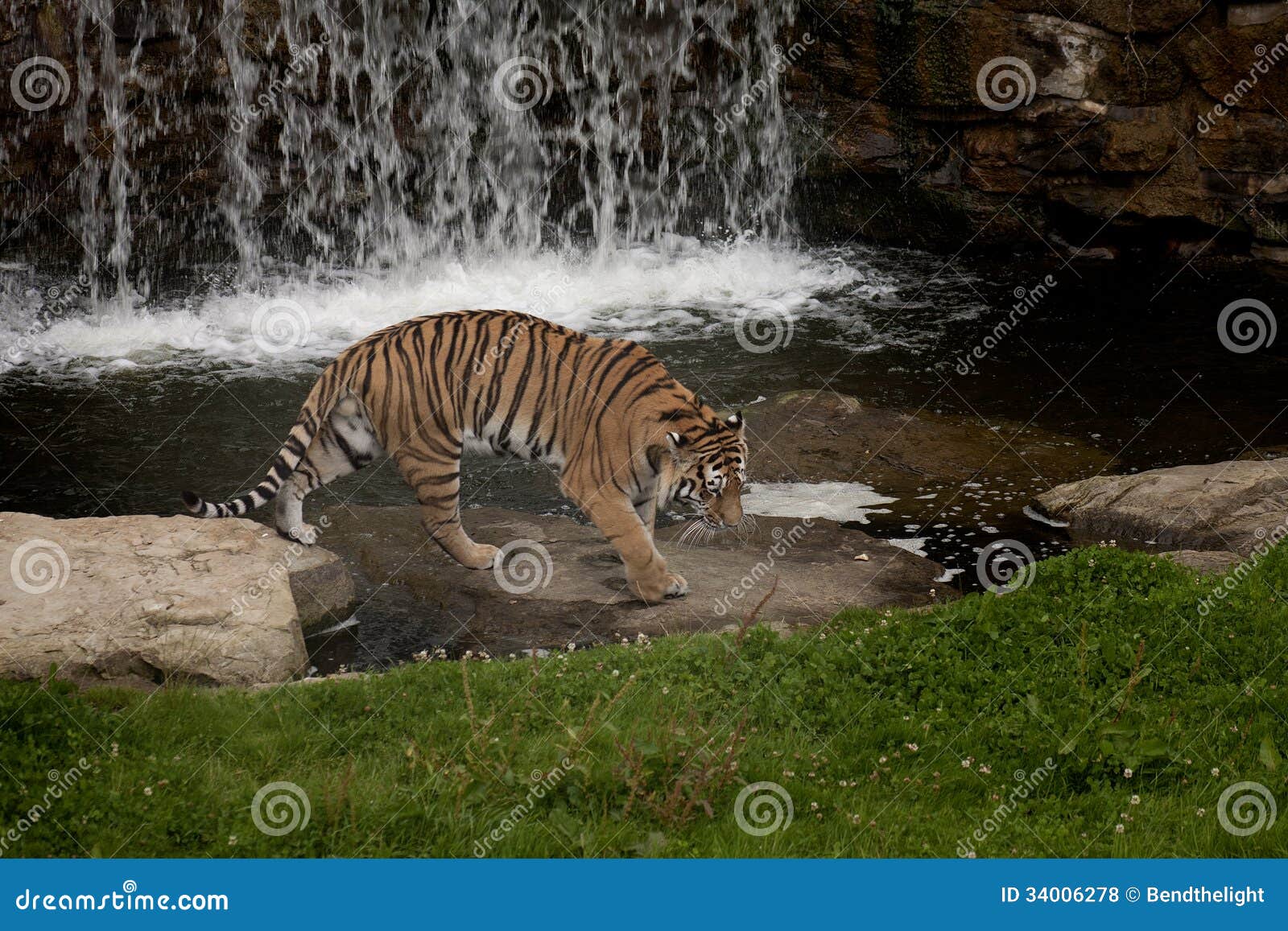Tiger in the pool stock photo. Image of water, tiger - 34006278