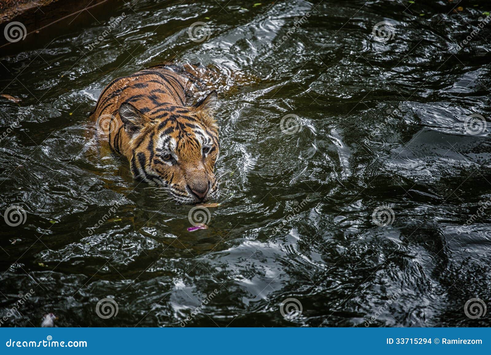 Tiger in pool stock photo. Image of hunter, hunting, beast - 33715294