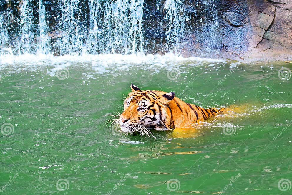 Tiger stock image. Image of cooling, color, drops, aggression - 90778655