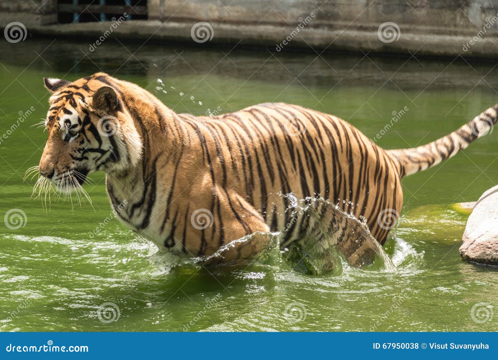 Tiger in the poor. stock photo. Image of bengal, animals - 67950038
