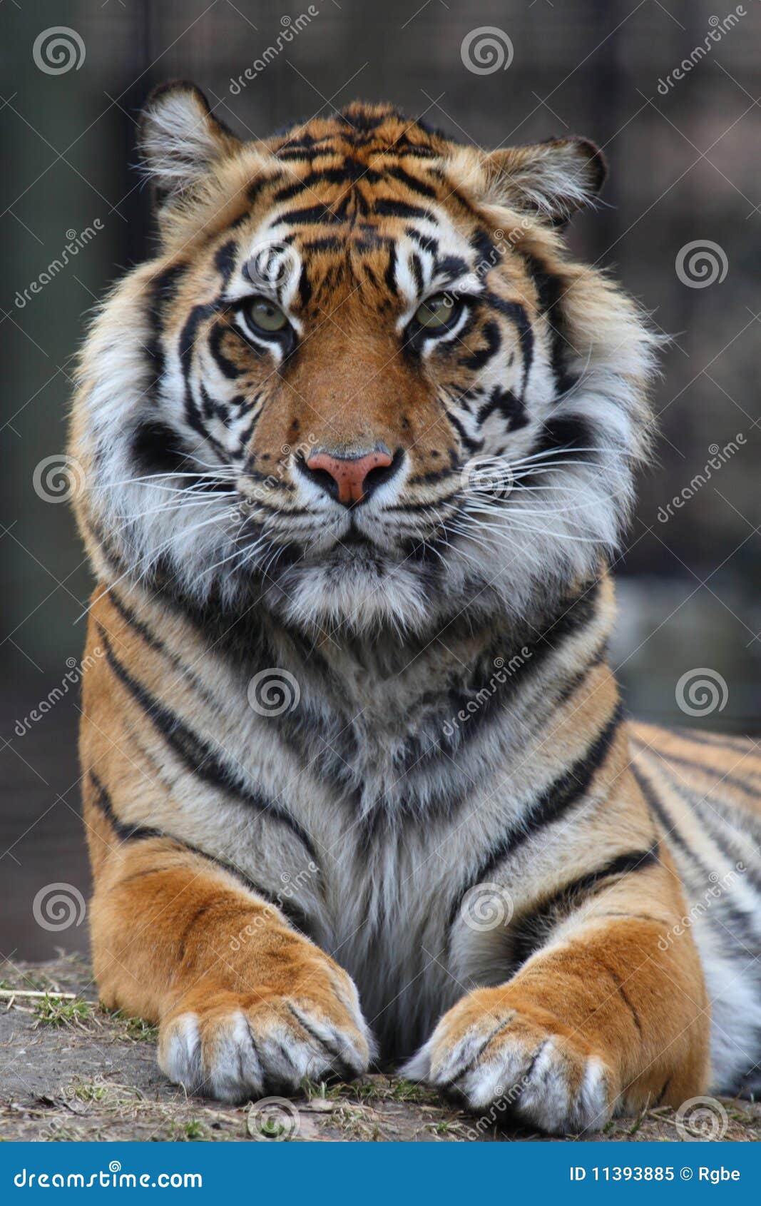 Tiger portrait stock image. Image of head, portrait, profile - 11393885