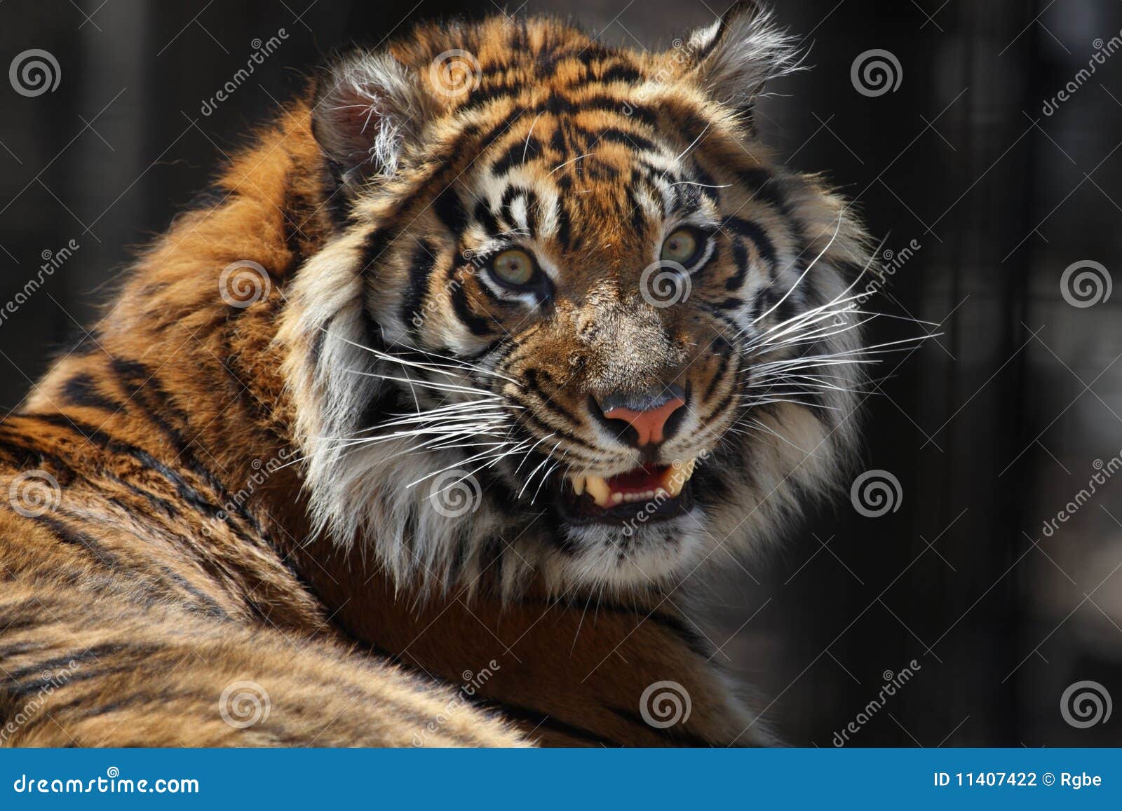 Tiger portrait stock photo. Image of head, portrait, wildlife - 11407422
