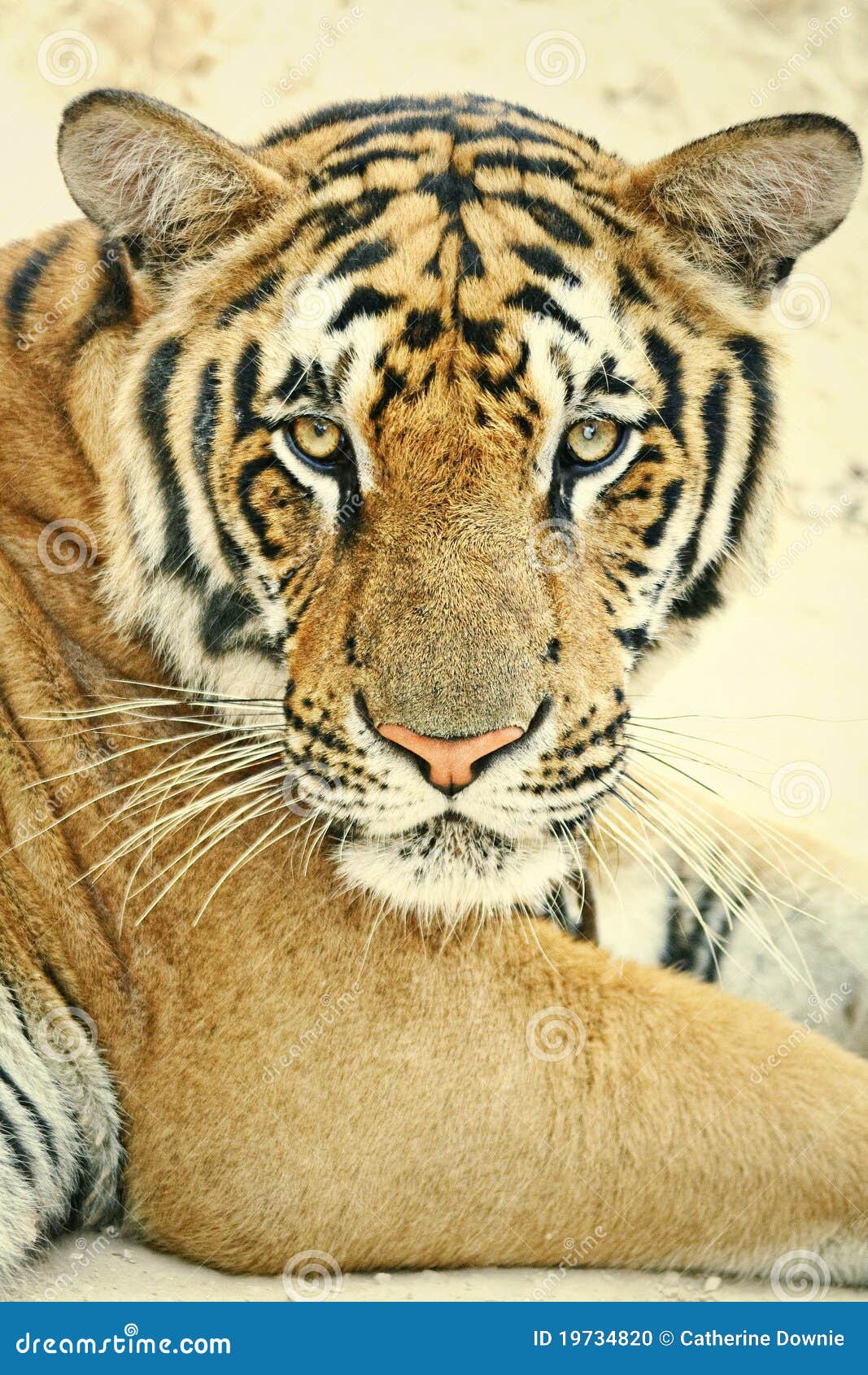 Tiger Portrait stock photo. Image of bengal, tigris, carnivore - 19734820