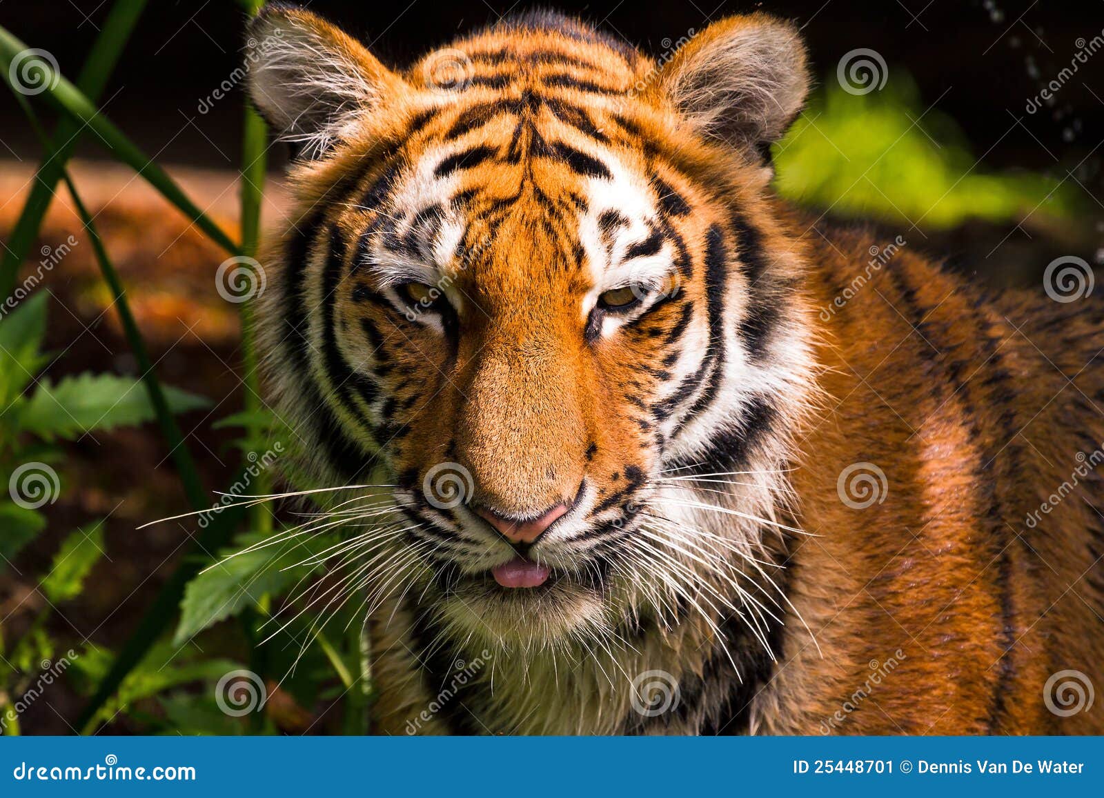 Tiger portrait stock image. Image of jungle, strength - 25448701
