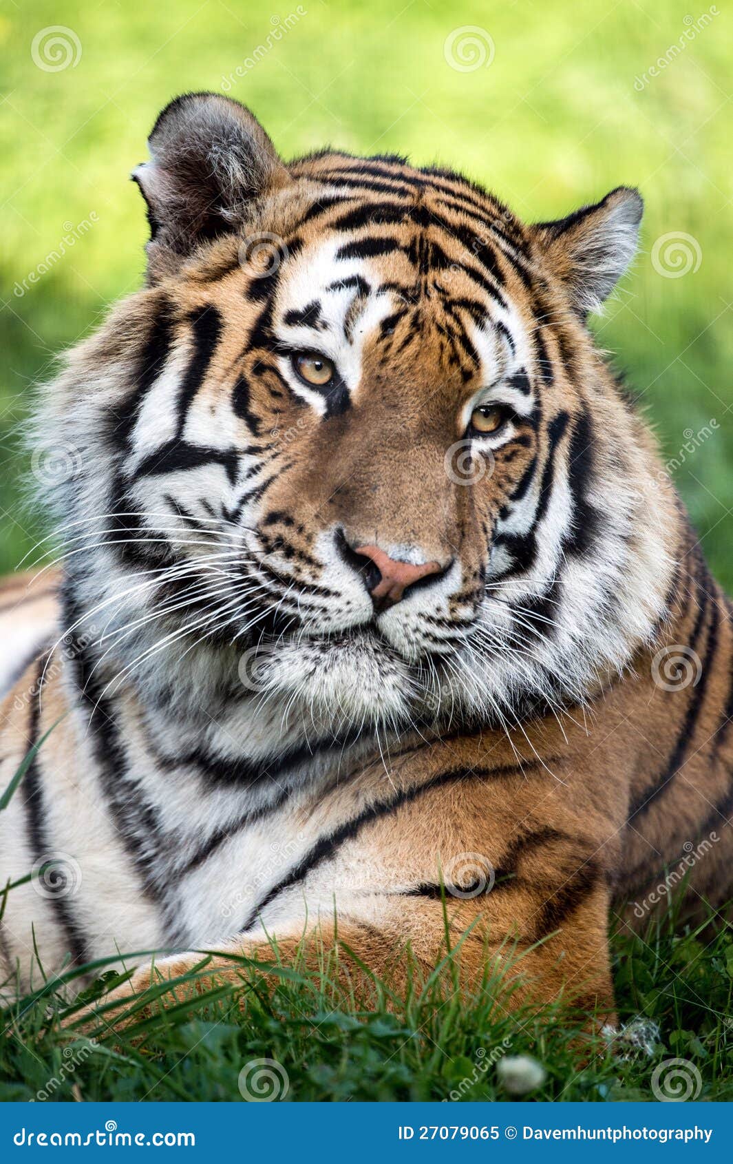 Tiger Portrait stock image. Image of wild, animal, endangered - 27079065