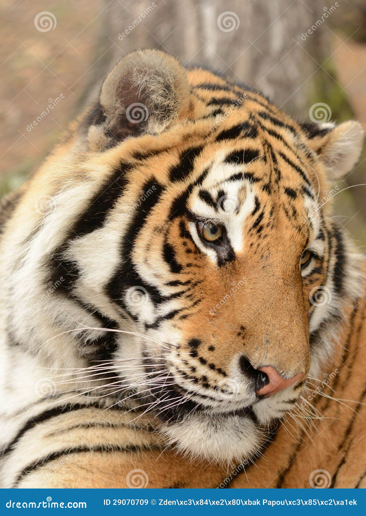 Tiger portrait stock image. Image of closeup, detail - 29070709
