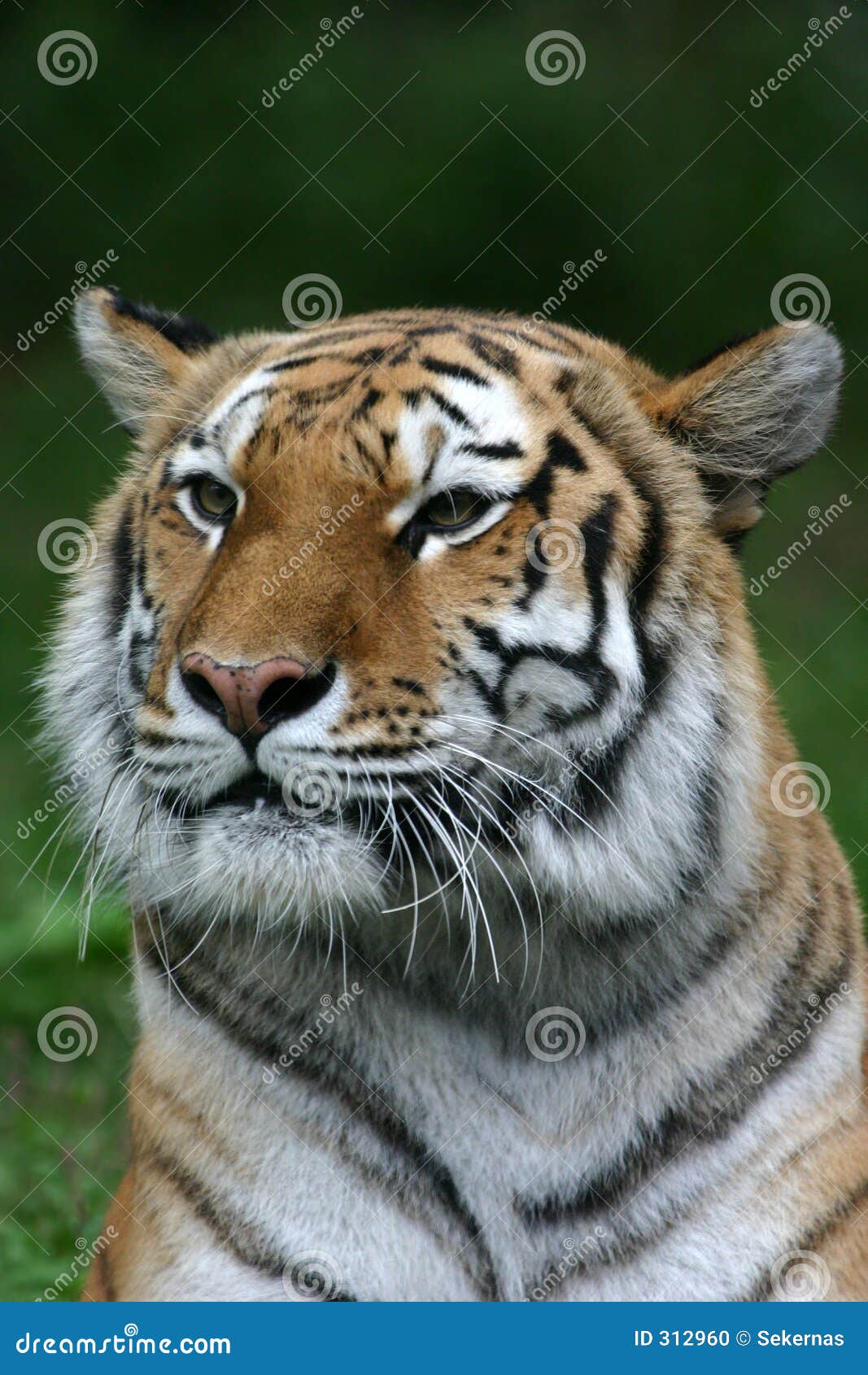 Tiger portrait stock photo. Image of nature, predator, cats - 312960
