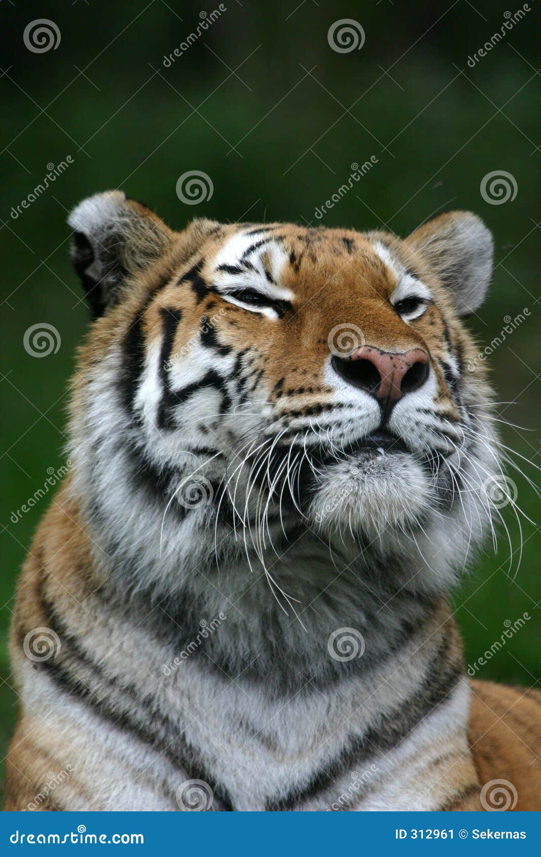 Tiger portrait stock image. Image of animals, rest, bengal - 312961