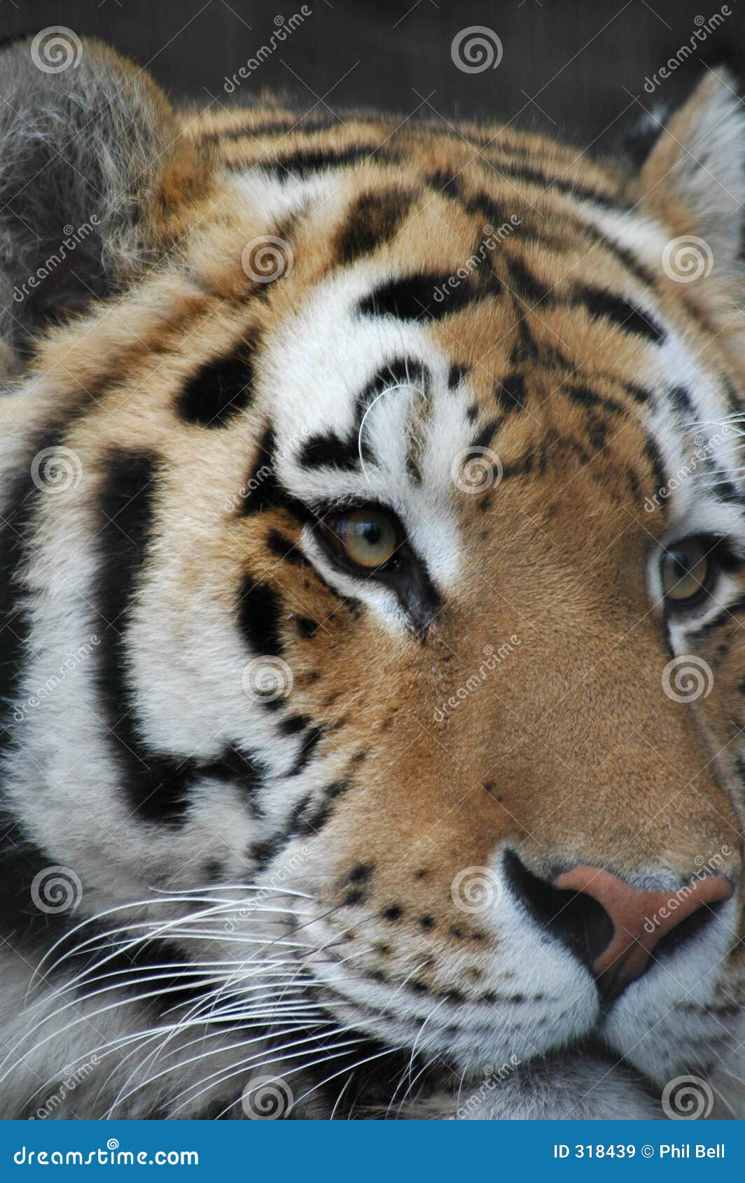 Tiger Portrait stock image. Image of fierce, jungle, close - 318439