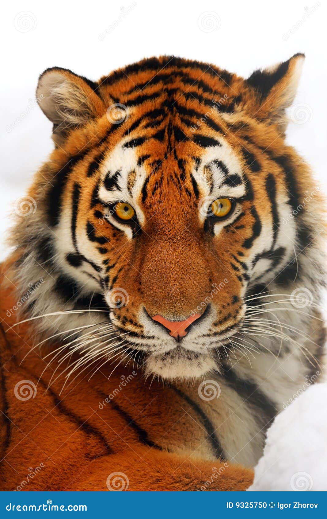 Tiger, Portrait Of A Bengal Tiger. Indonesia. Royalty-Free Stock ...