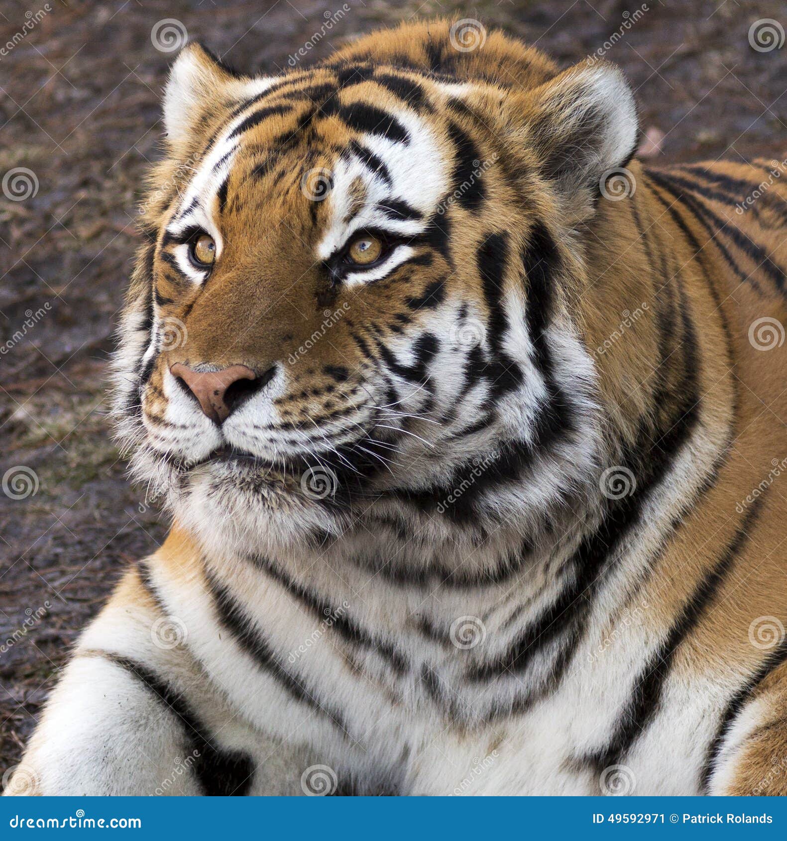 Tiger Portrait stock image. Image of fast, jungle, attentive - 49592971