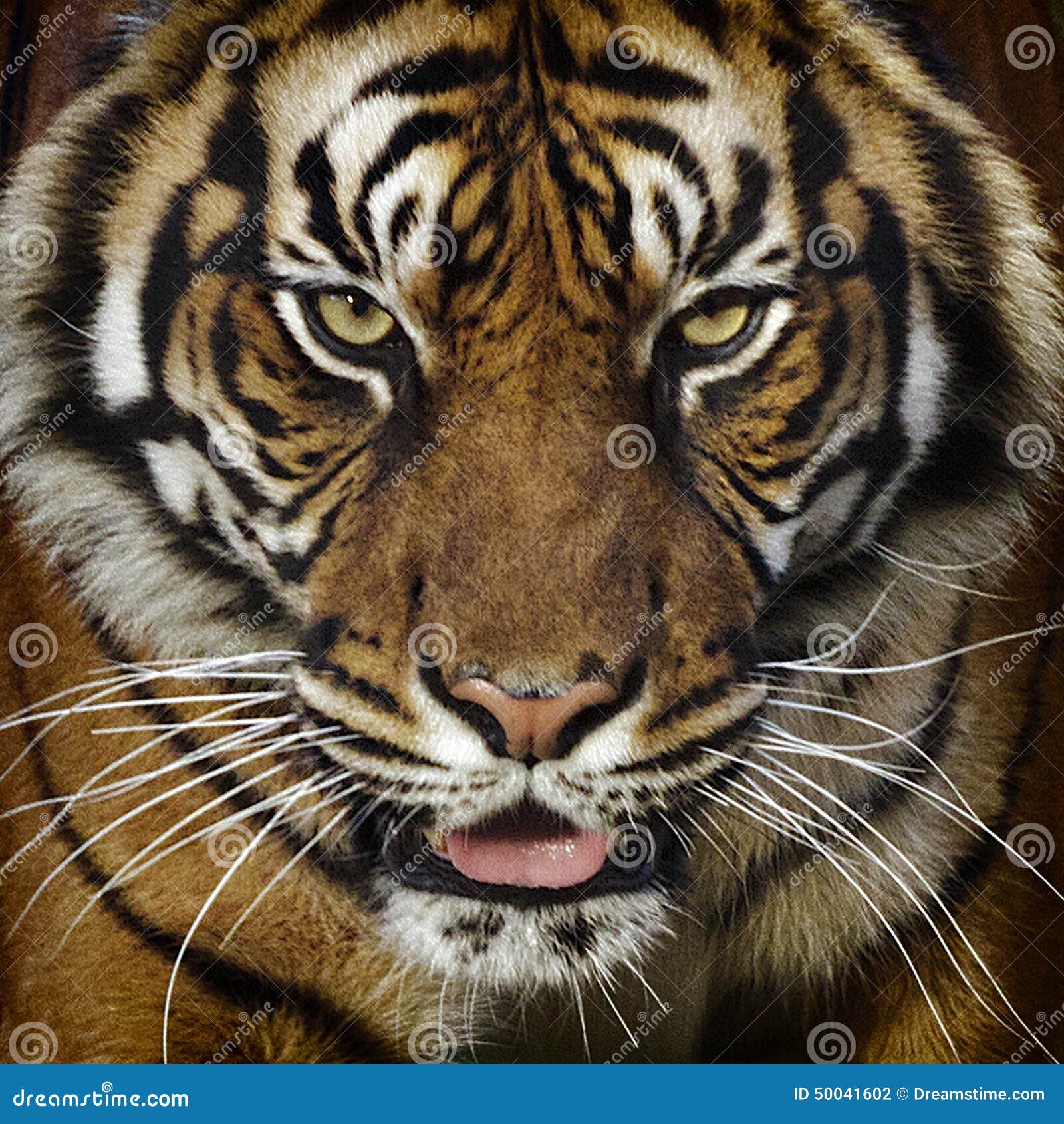 Tiger portrait stock photo. Image of feline, look, predator - 50041602
