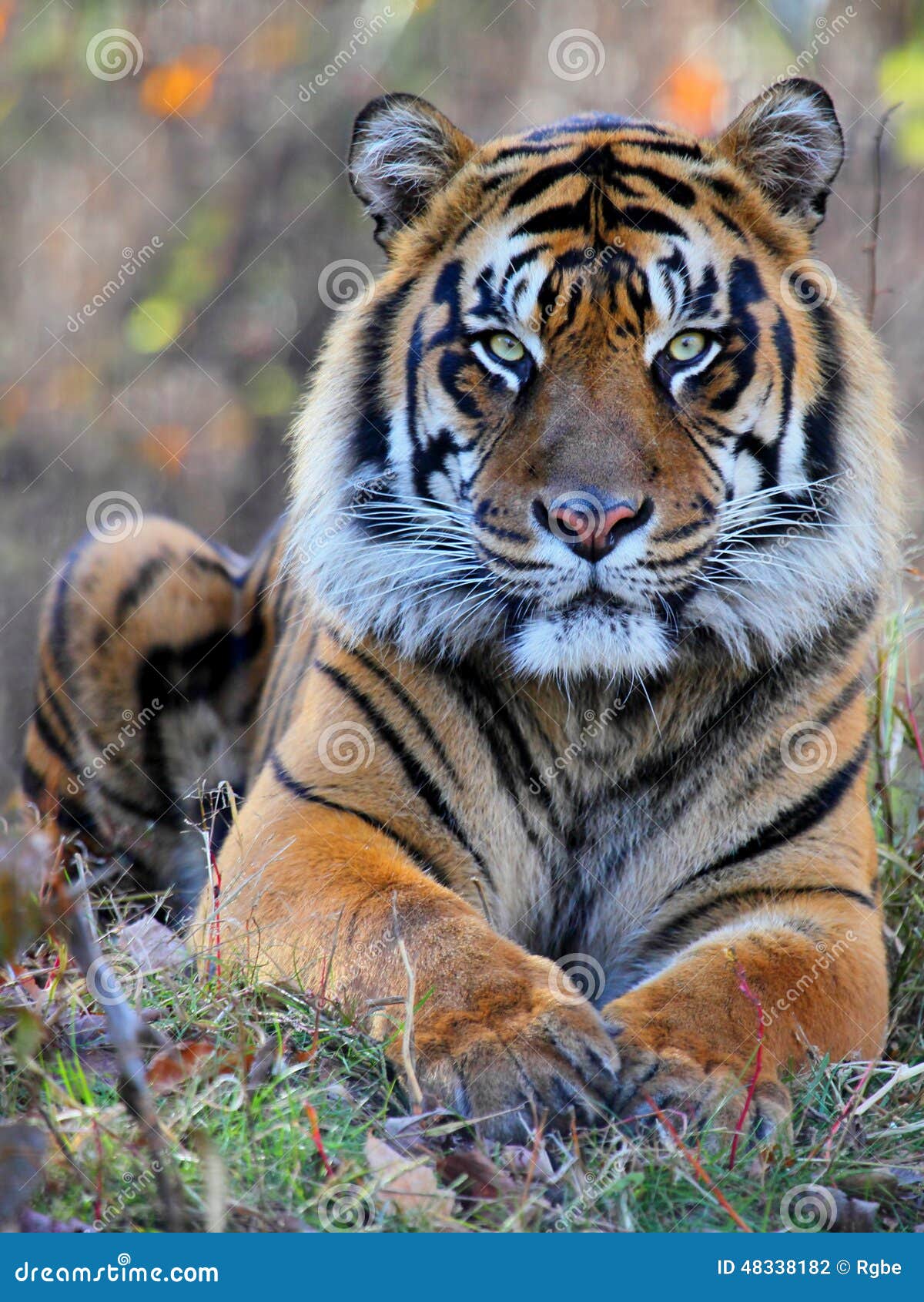 Tiger portrait stock photo. Image of close, head, cute - 48338182