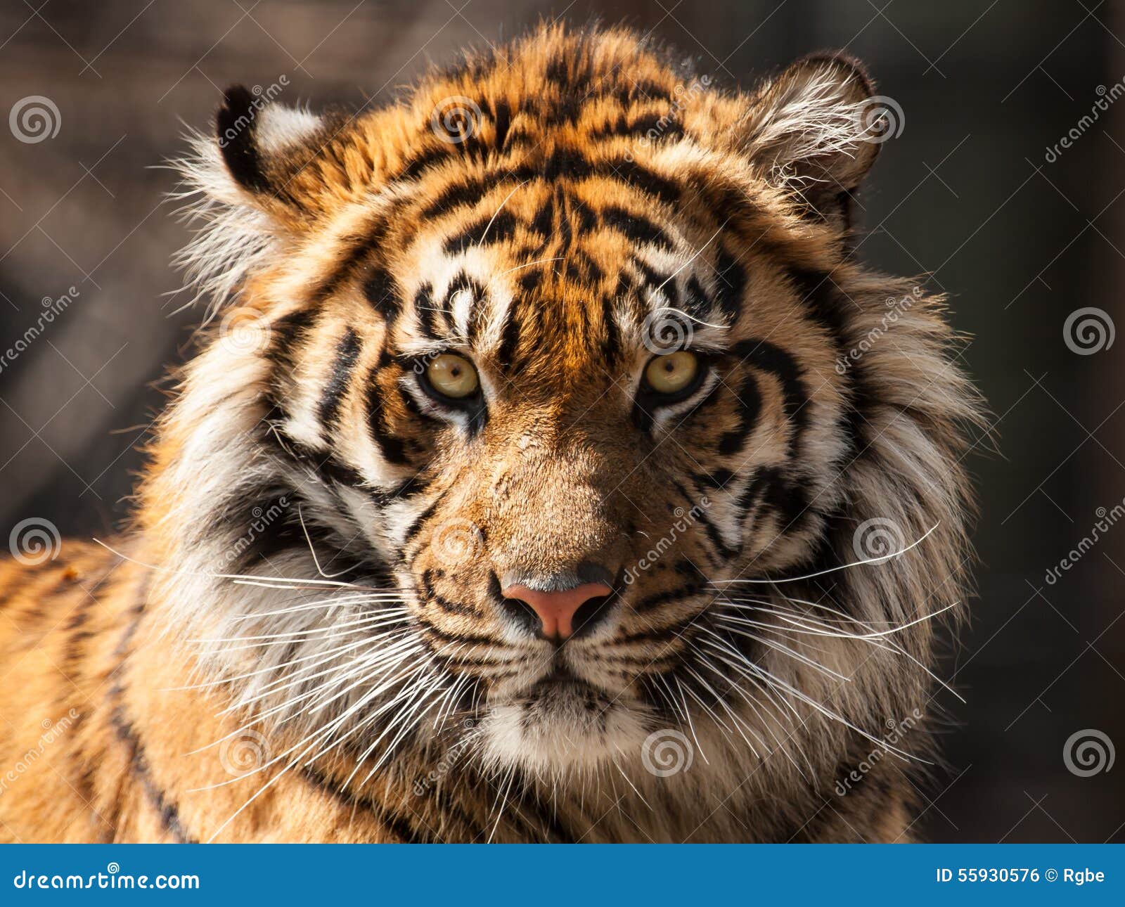 Tiger portrait stock photo. Image of mountain, portrait - 55930576