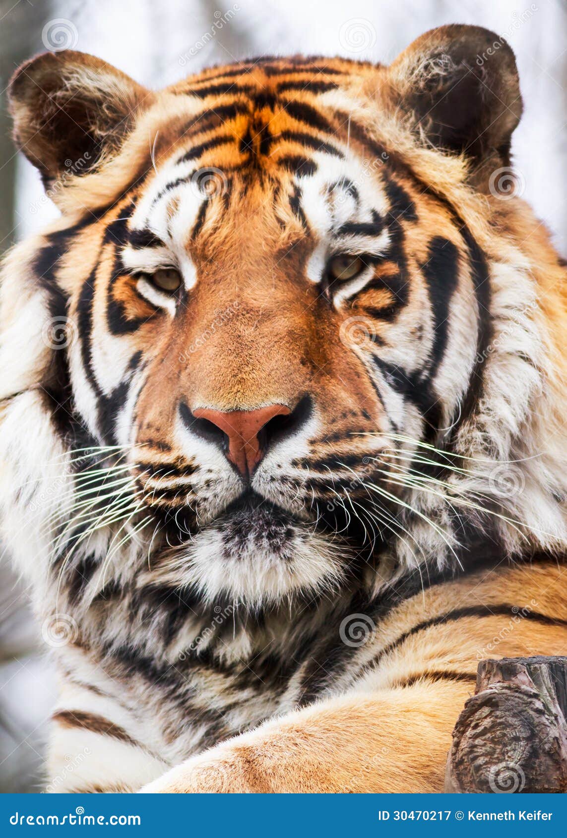 Tiger Portrait stock image. Image of eater, fauna, king - 30470217