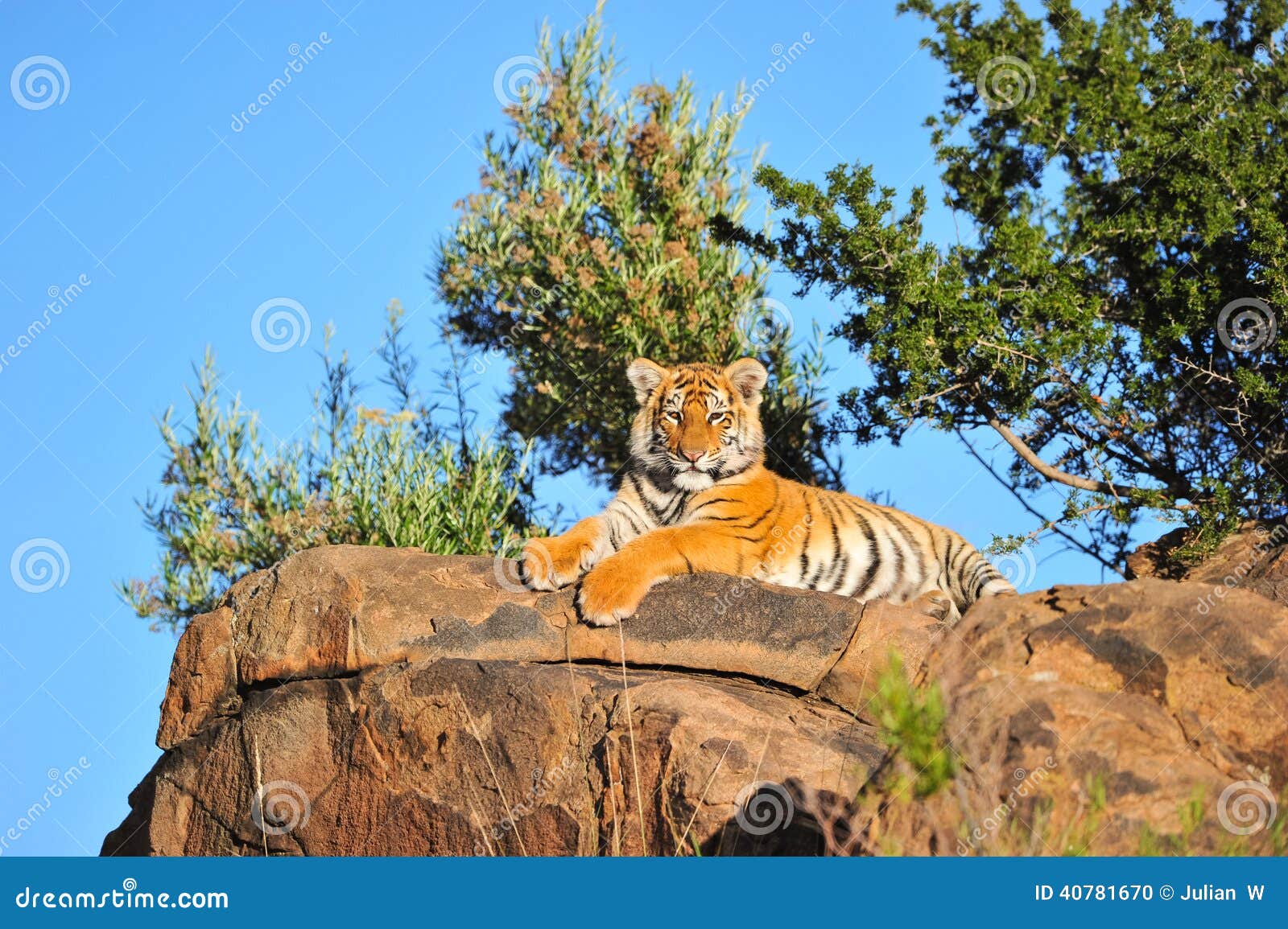 Tiger stock photo. Image of close, front, beauty, dangerous - 40781670