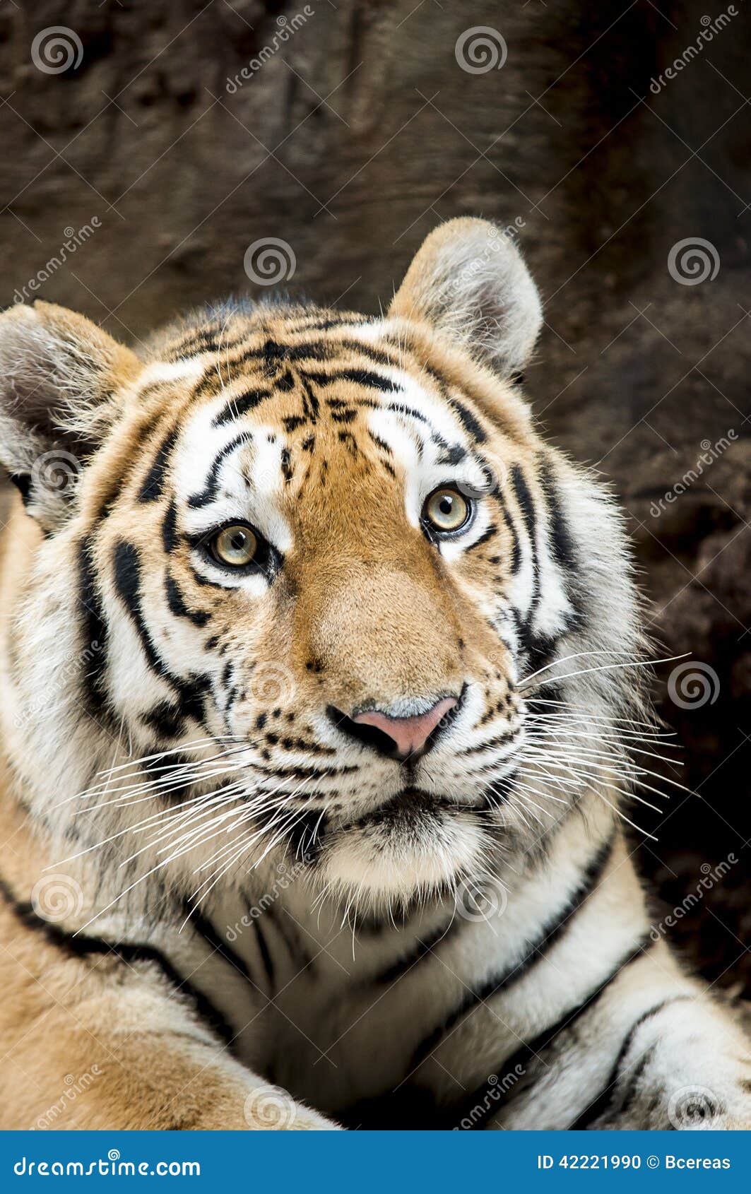 Tiger stock photo. Image of wildlife, fluffy, tiger, nature - 42221990