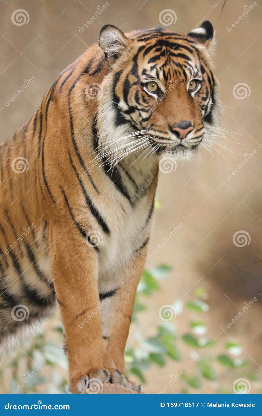 Tiger pose stock image. Image of india, brown, fancy - 169718517