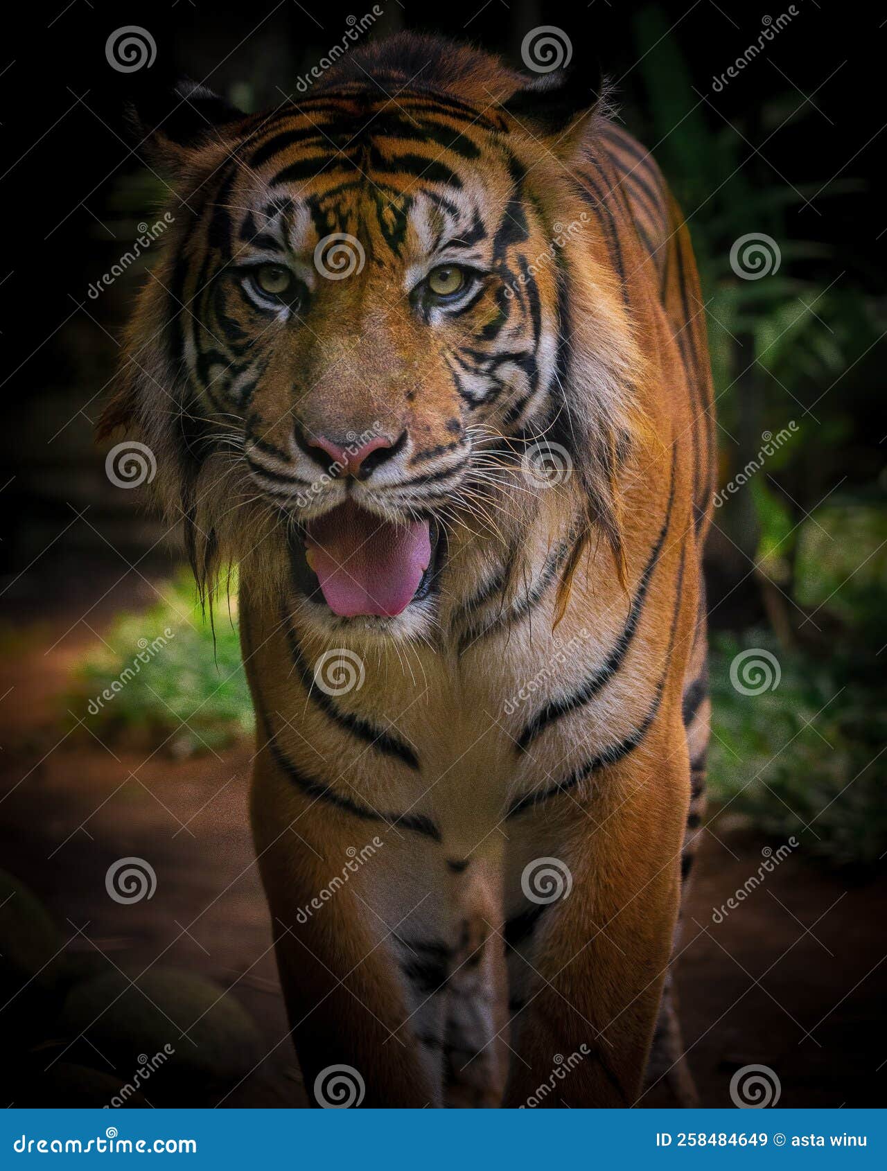 Tiger pose is walking stock image. Image of jaguar, whiskers - 258484649