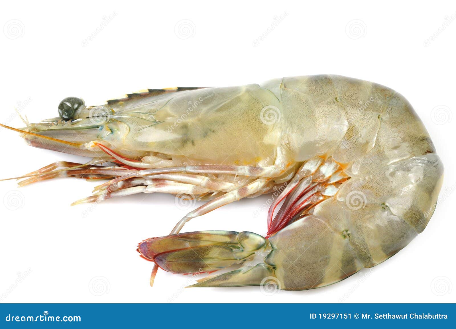 Tiger Prawn stock image. Image of crustacean, animal - 19297151