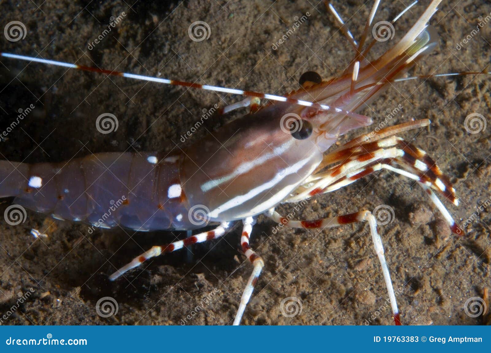 Tiger Prawn stock image. Image of saltwater, fauna, wildlife - 19763383