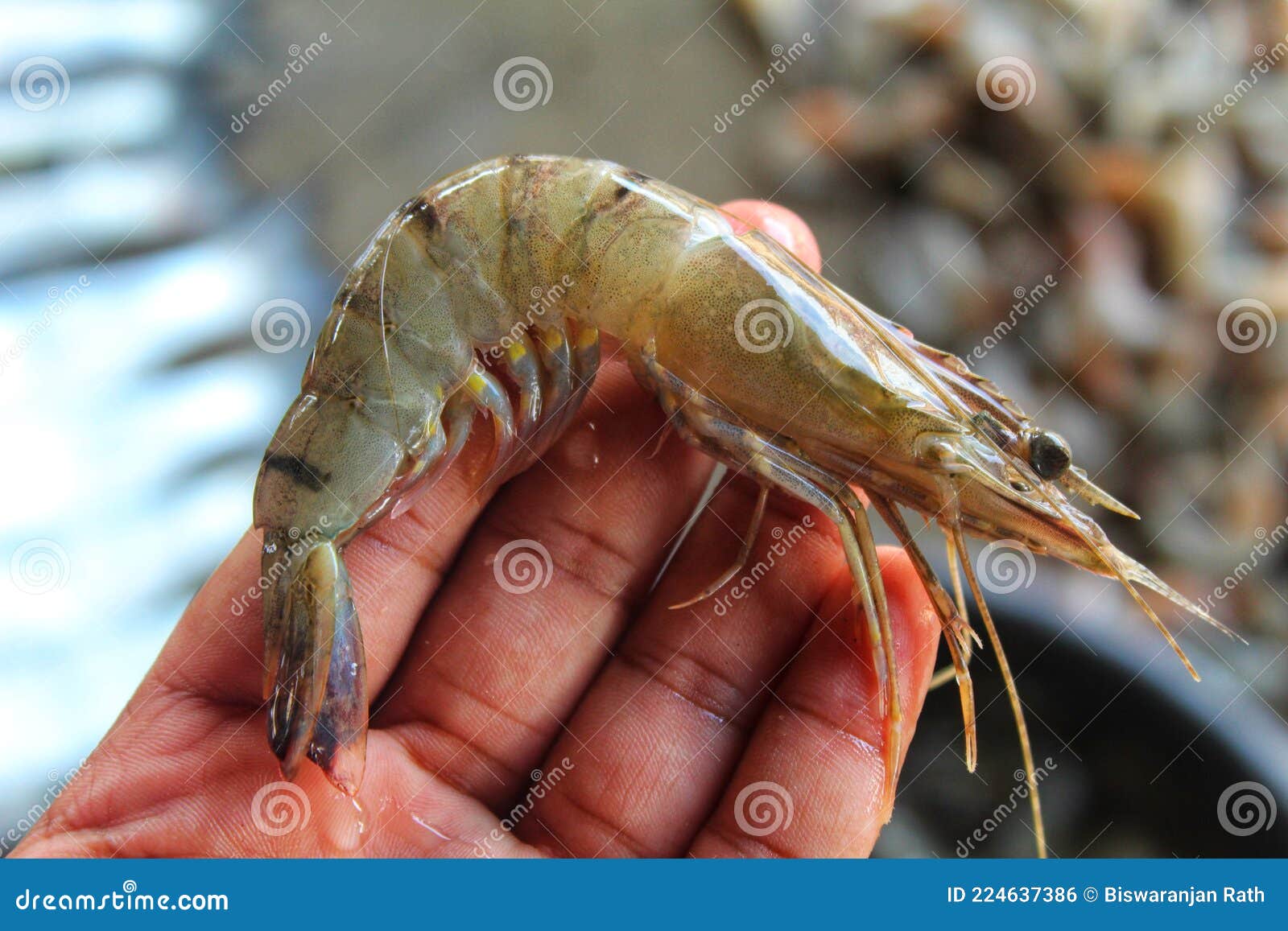 Tiger Prawn Penaeus Monodon En La Mano Foto de archivo - Imagen de ...