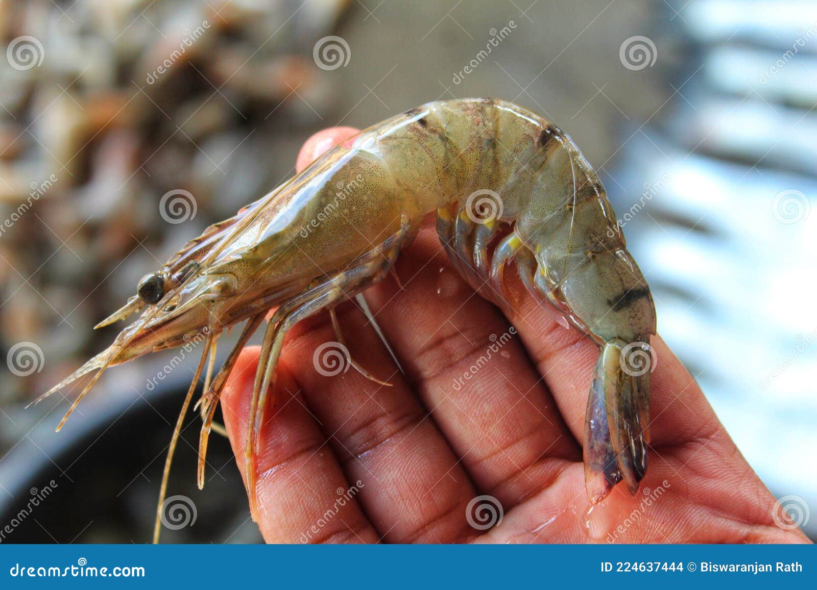 Tiger Prawn Penaeus Monodon En La Mano Foto de archivo - Imagen de ...