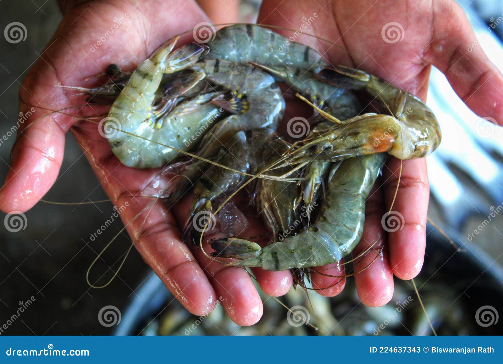 Tiger Prawn Penaeus Monodon in Hand Stock Image - Image of fish, market ...