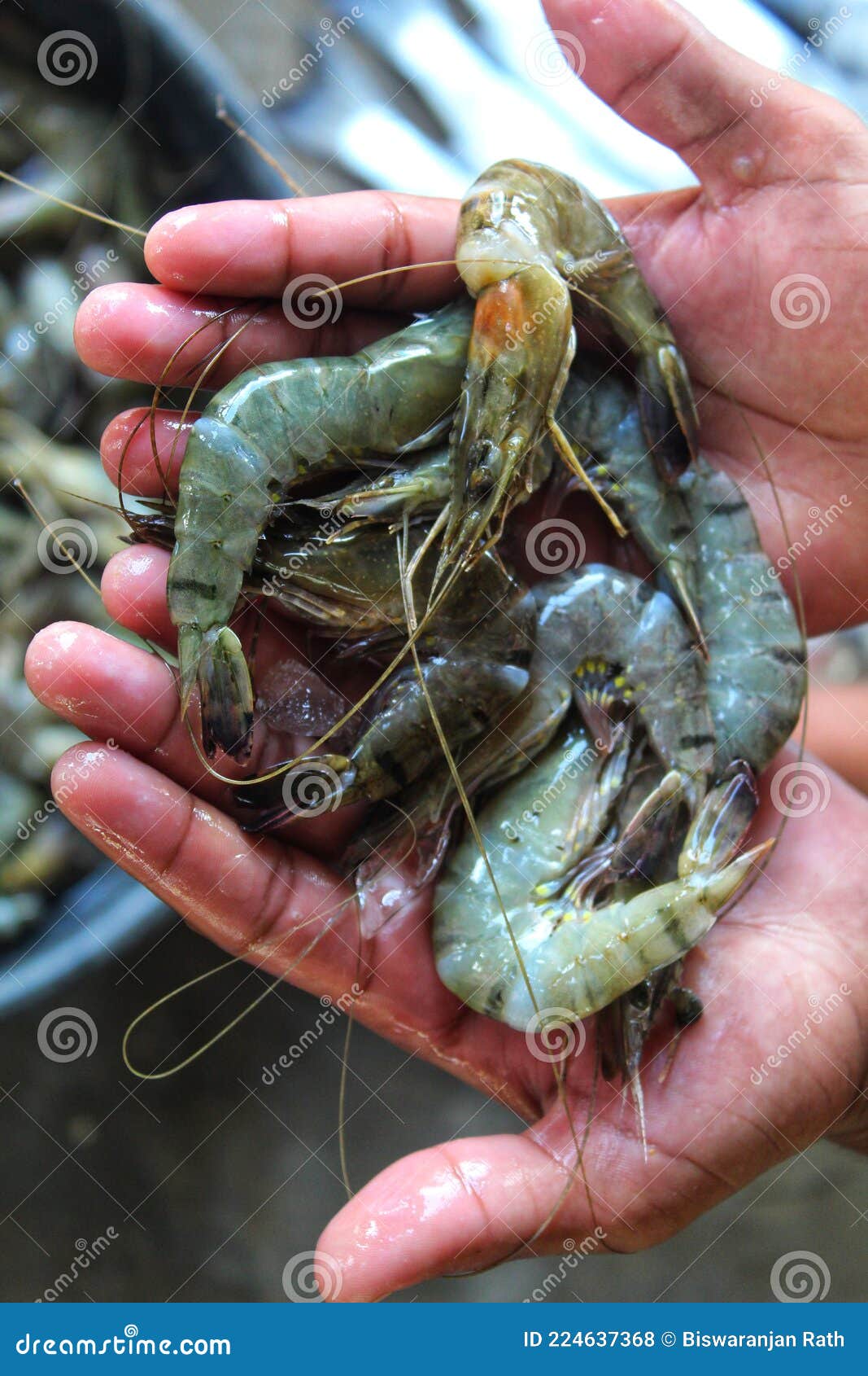 Tiger Prawn Penaeus Monodon in Hand Stock Photo - Image of freshness ...