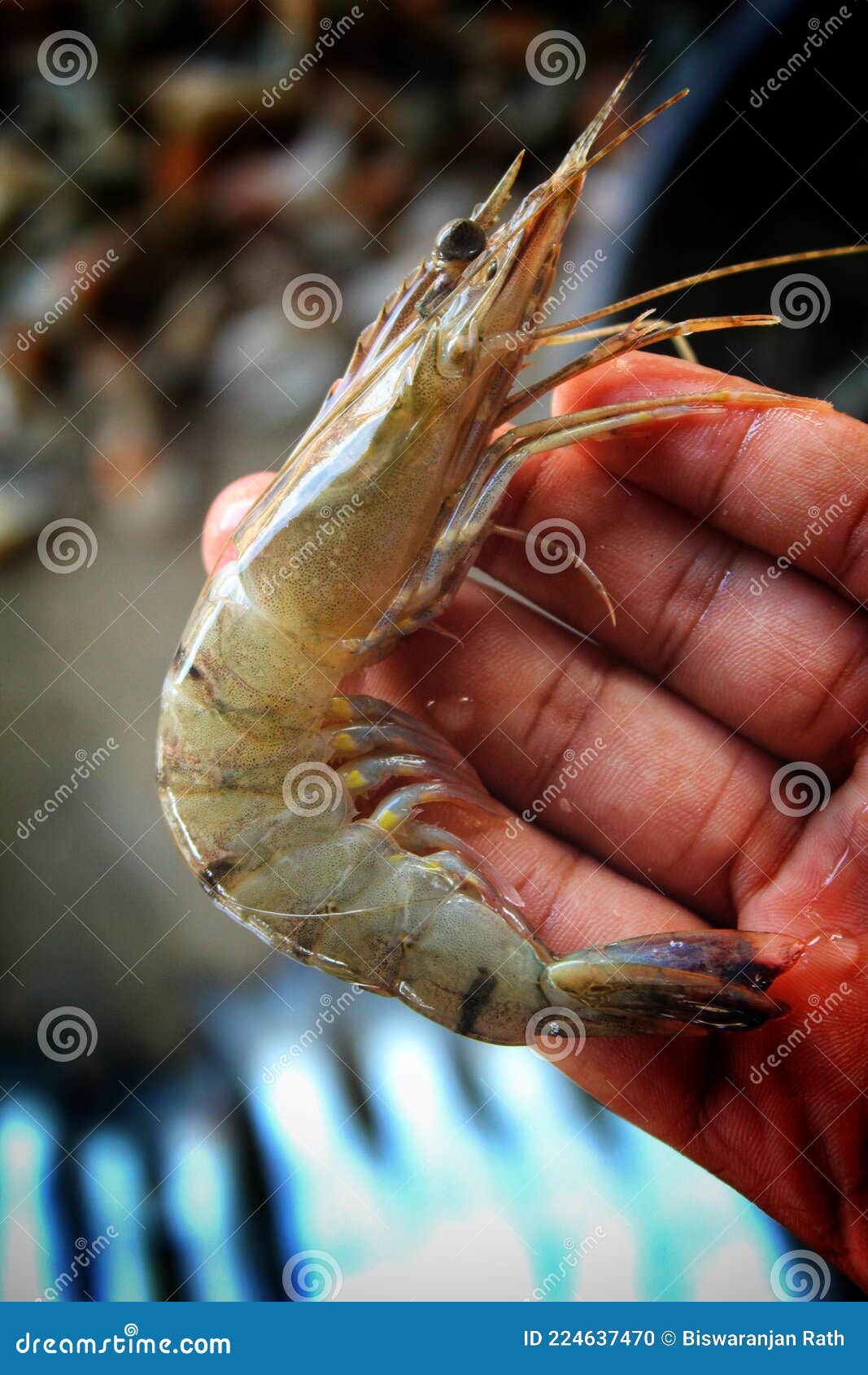 Tiger Prawn Penaeus Monodon in Hand Stock Photo - Image of tropical ...