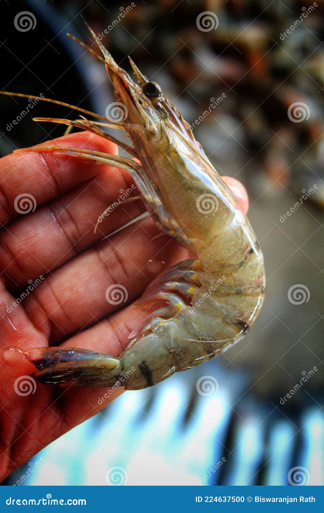 Tiger Prawn Penaeus Monodon in Hand Stock Photo - Image of cuisine ...