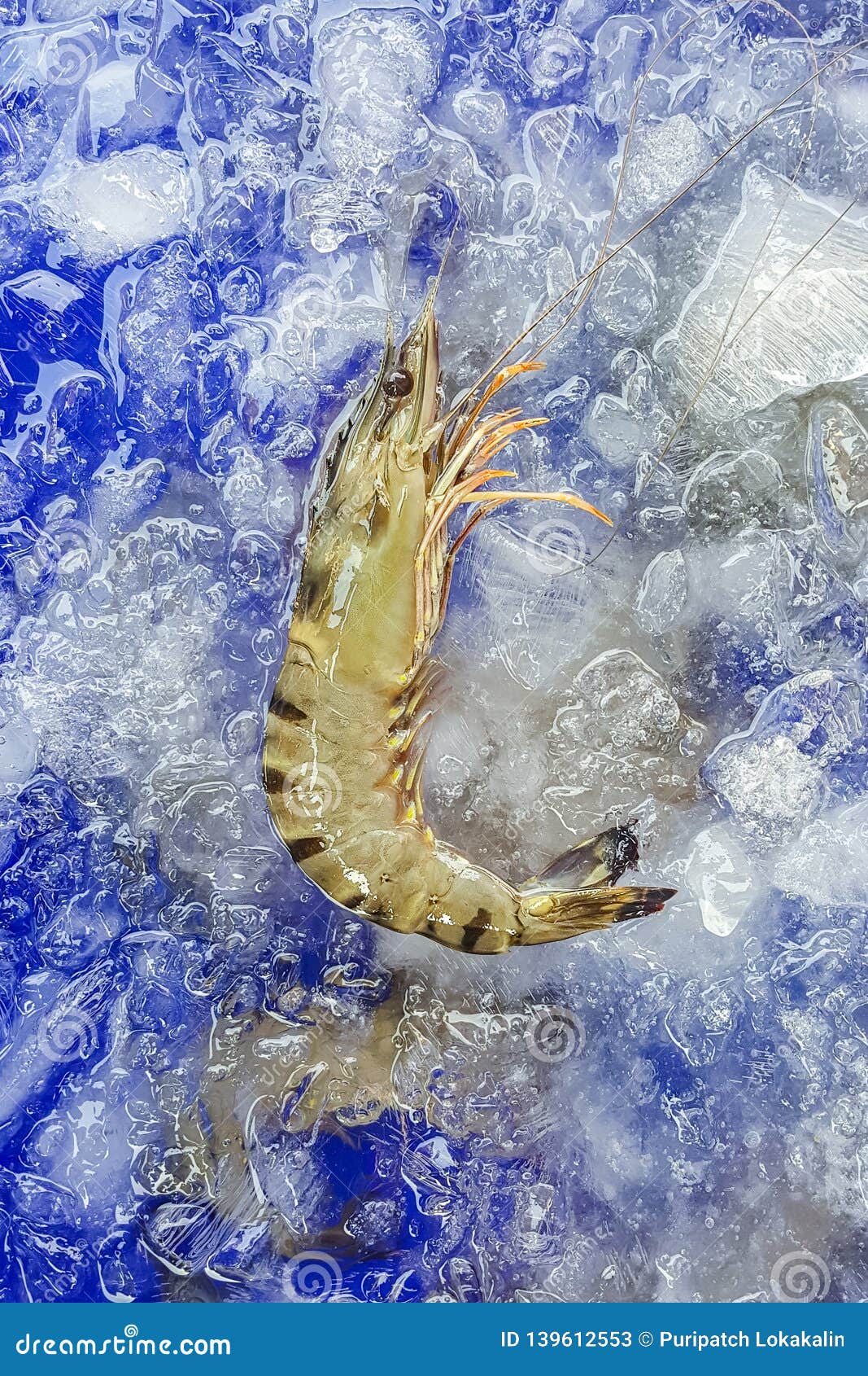 Penaeus Monodon, Giant Tiger Prawn Or Asian Tiger Shrimp. Black Tiger ...
