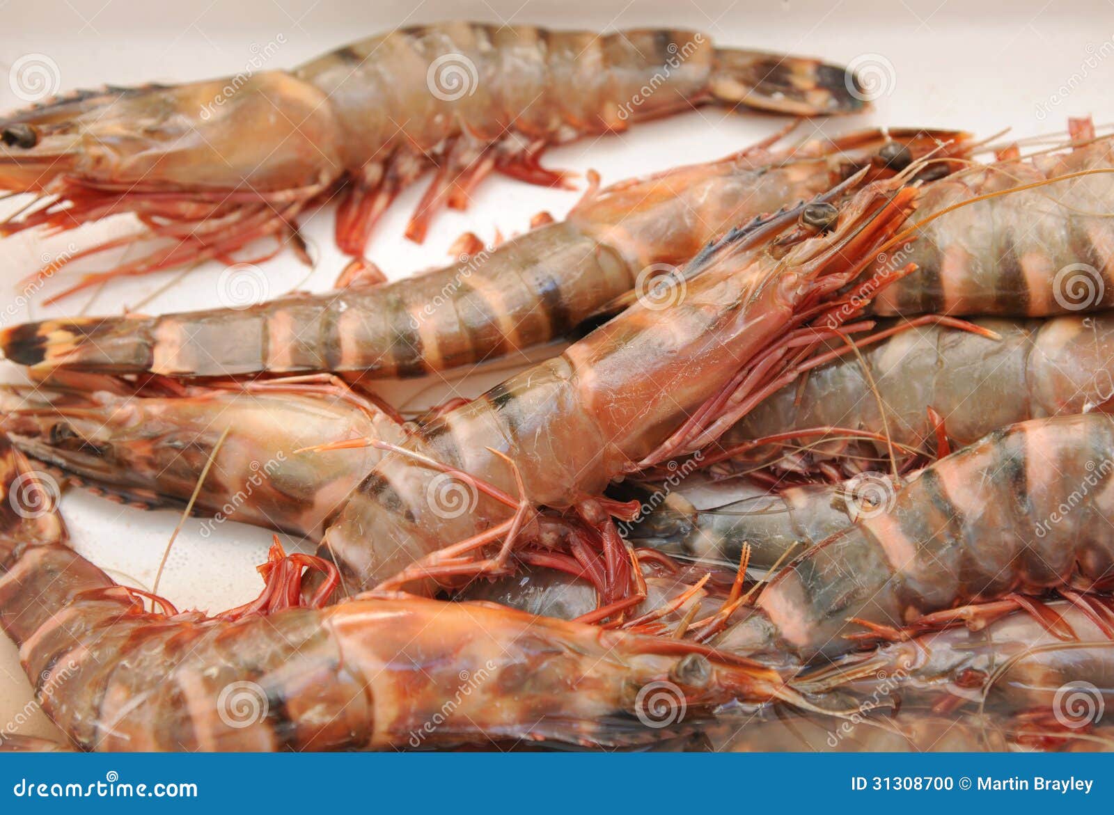 Tiger Prawn stock photo. Image of market, cooked, object - 31308700