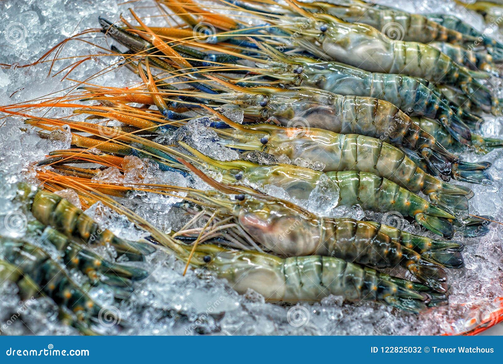 Tiger Prawns stock photo. Image of marine, eating, prawns - 122825032