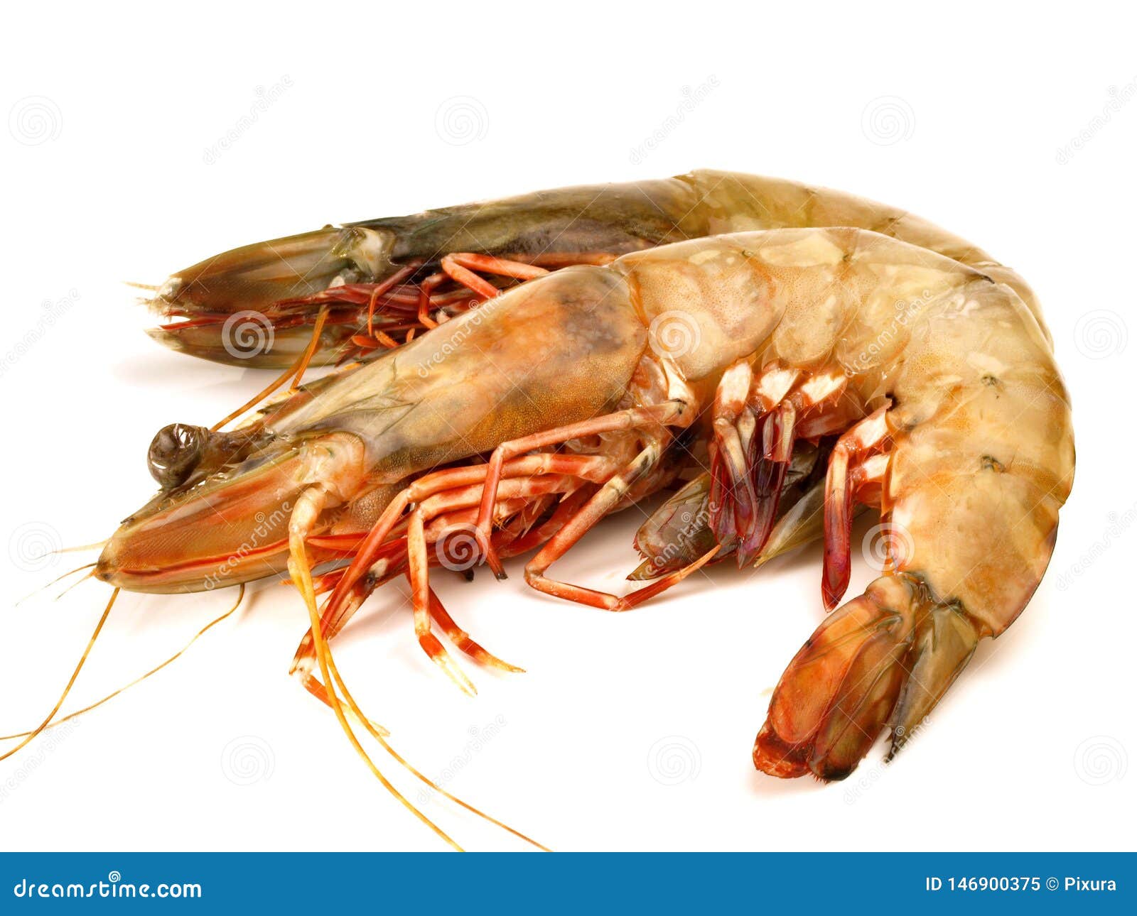 Tiger Prawns - Raw stock image. Image of fillet, macro - 146900375