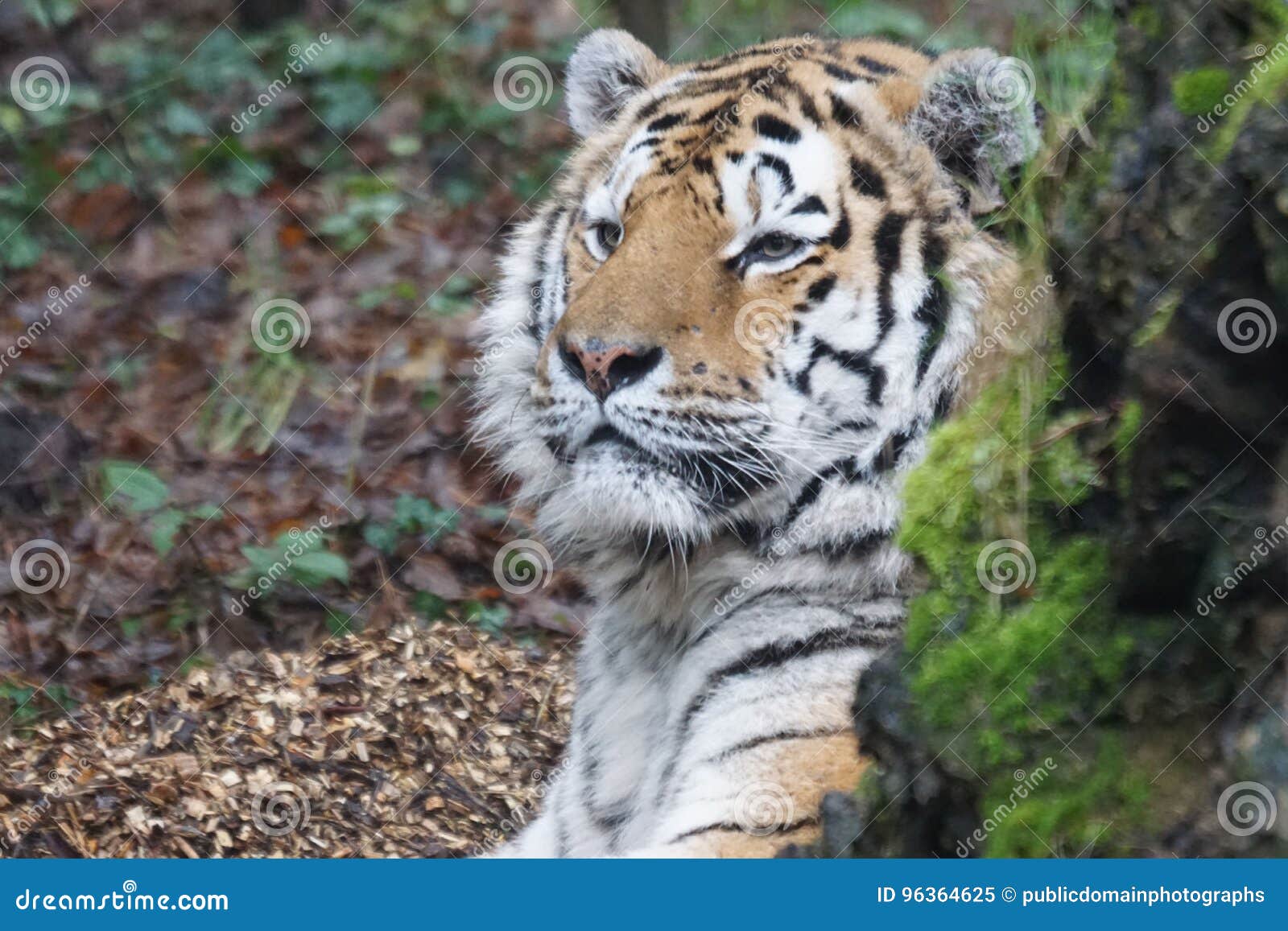 Tiger Predator Picture. Image: 96364625