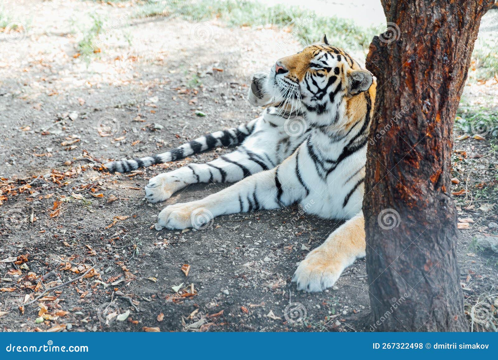 Tiger Predator Resting in the Shade of a Tree Stock Photo - Image of ...