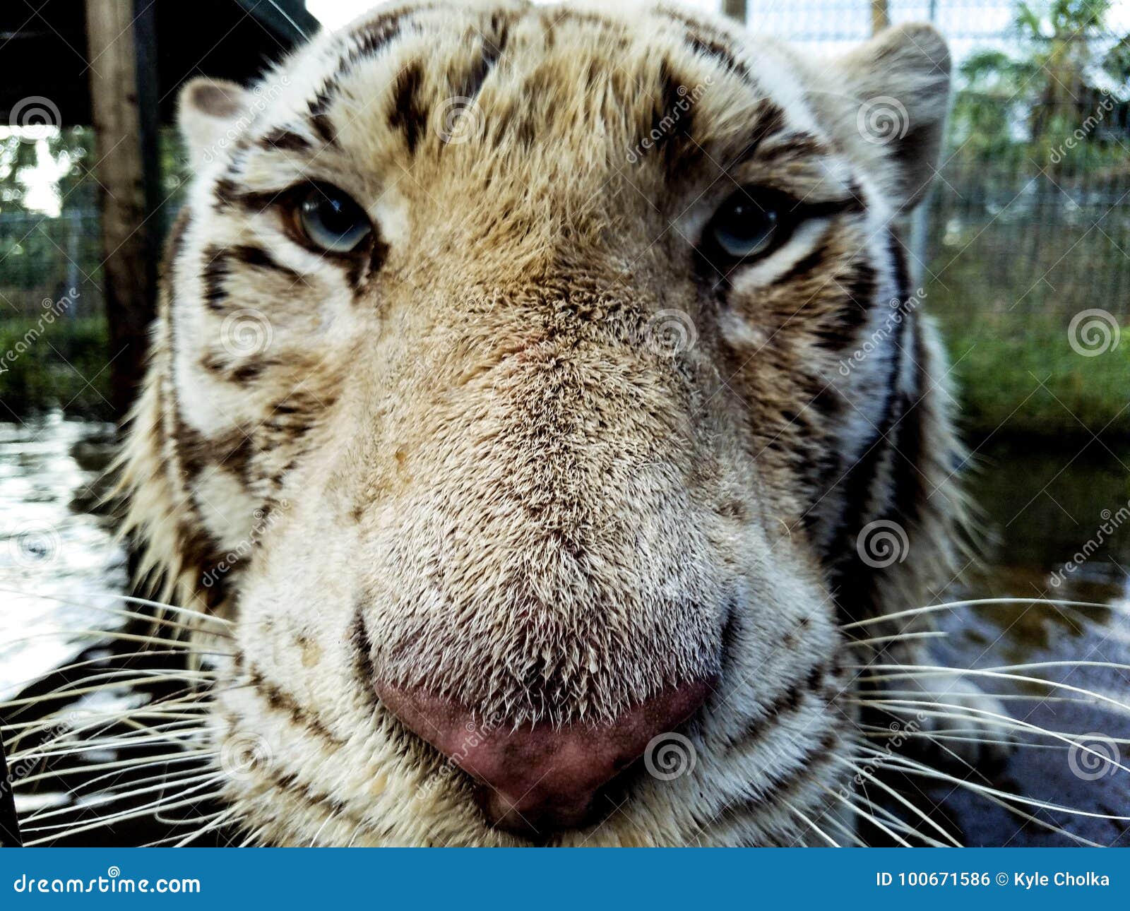 Tiger Pretty Face bianco fotografia stock. Immagine di faccia - 100671586