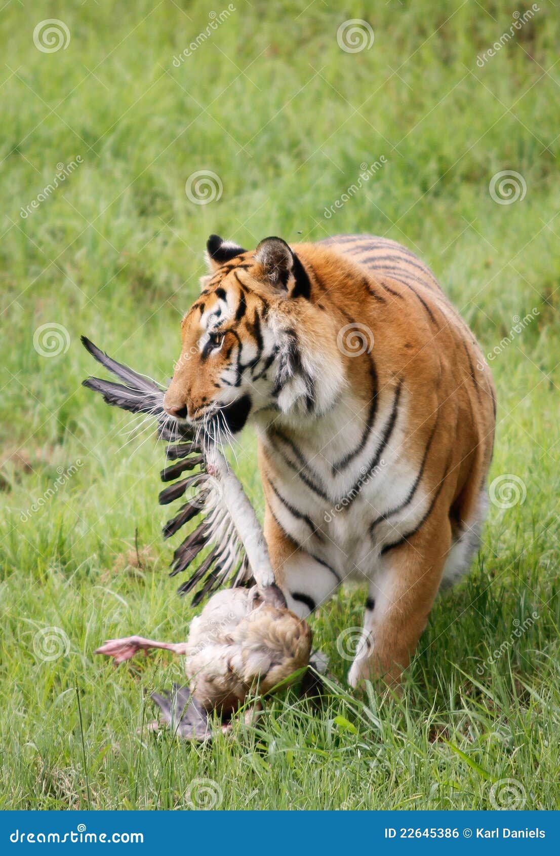 Tiger and Prey stock photo. Image of tiger, bush, large - 22645386