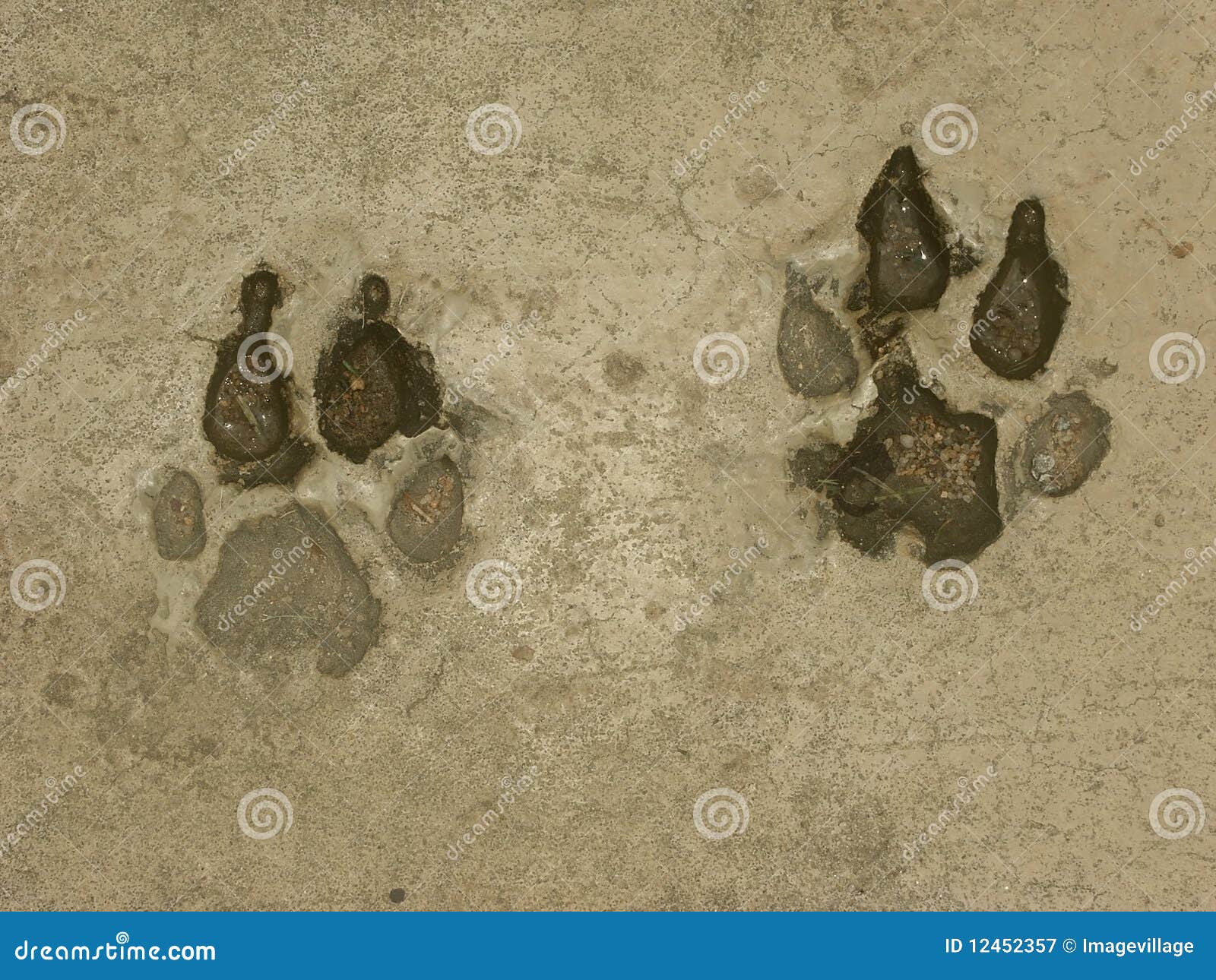 Tiger prints stock image. Image of pattern, tiger, clip - 12452357