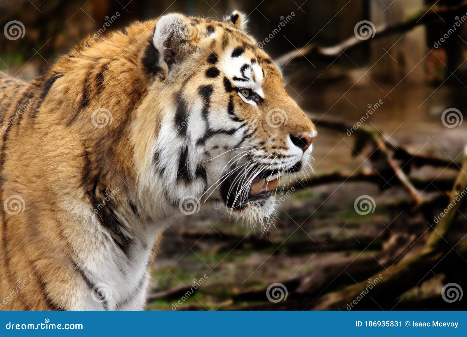Tiger Profile image stock. Image du élasticité, raie - 106935831