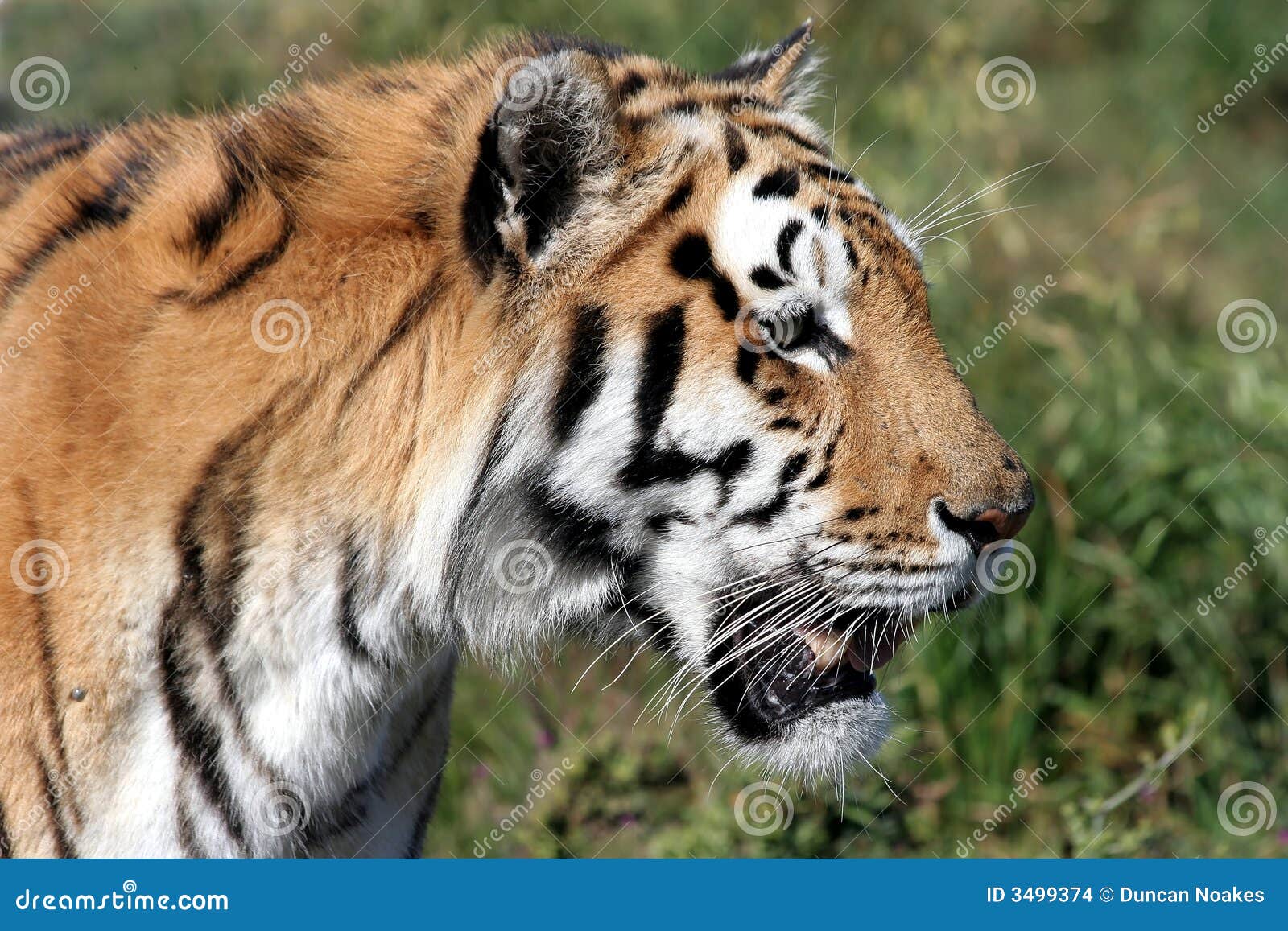 Tiger Profile stock photo. Image of stripes, muzzle, nose - 3499374