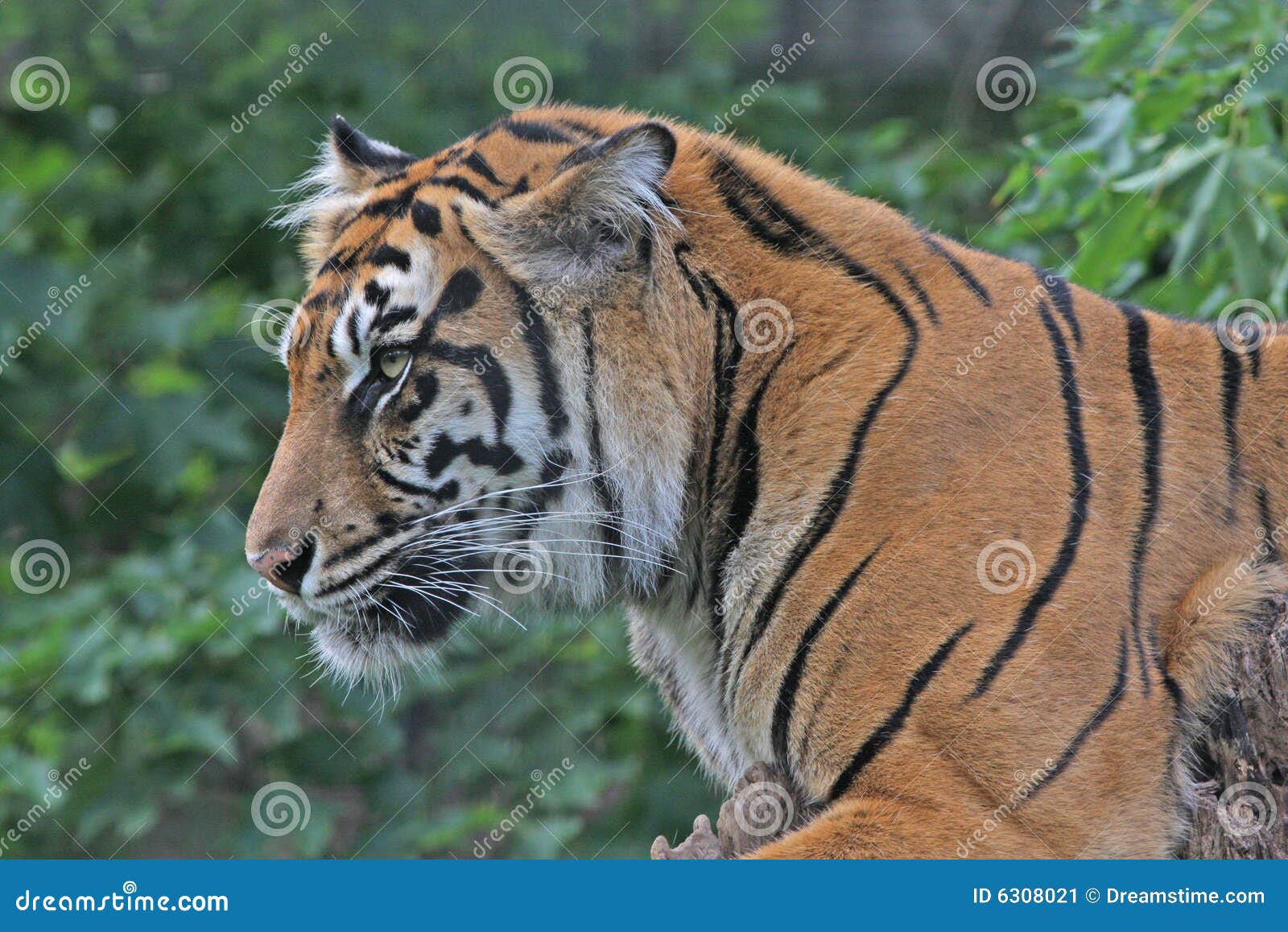 Tiger profile stock image. Image of tiger, carnivore, cats - 6308021