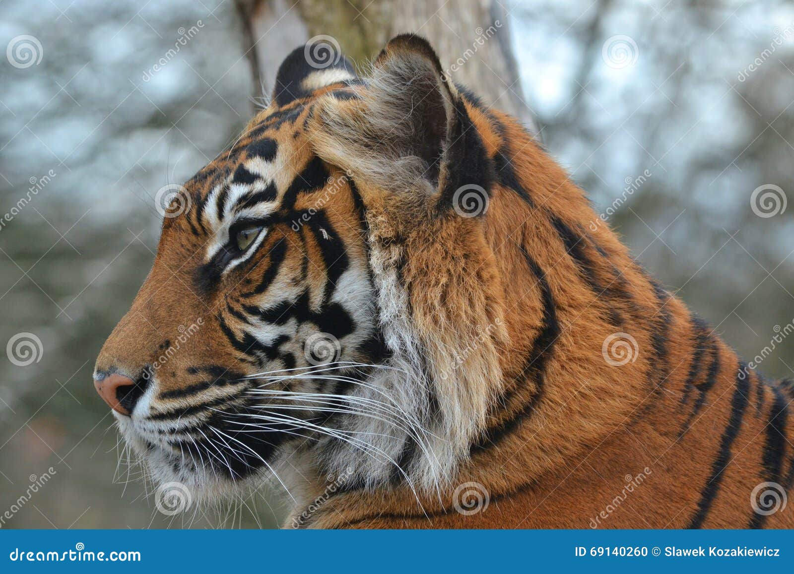 Tiger Profile photo stock. Image du grand, chasseur, chat - 69140260