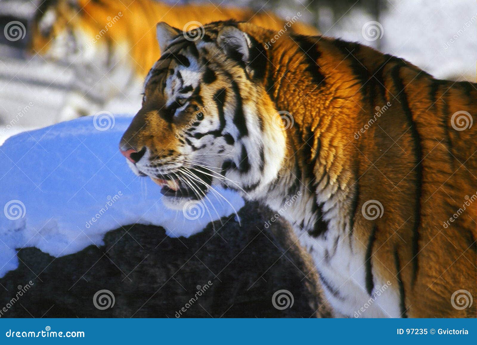 Tiger Profile stock image. Image of siberian, strong, teeth - 97235