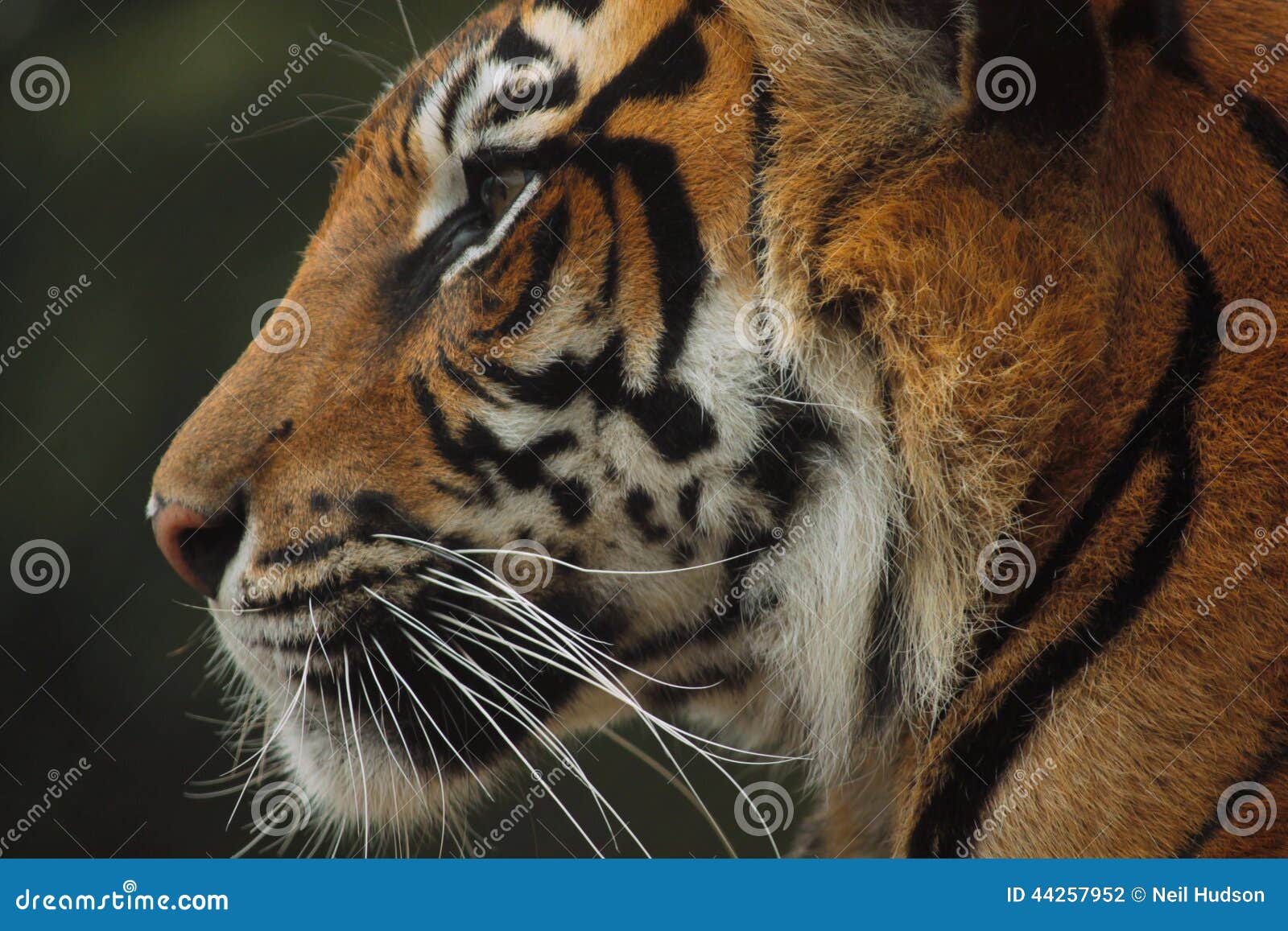 Tiger profile stock photo. Image of whiskers, depth, crisp - 44257952