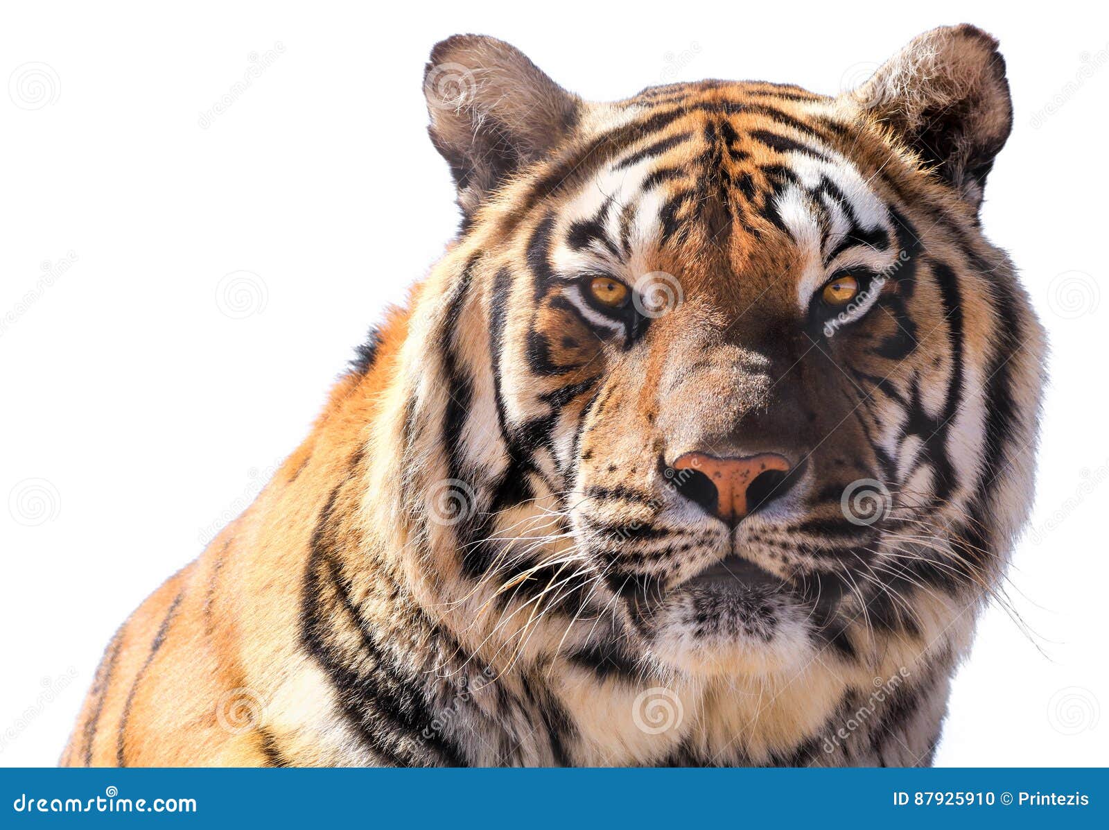 Tiger Profile - Isolated - White Background Stock Photo - Image of eyes ...